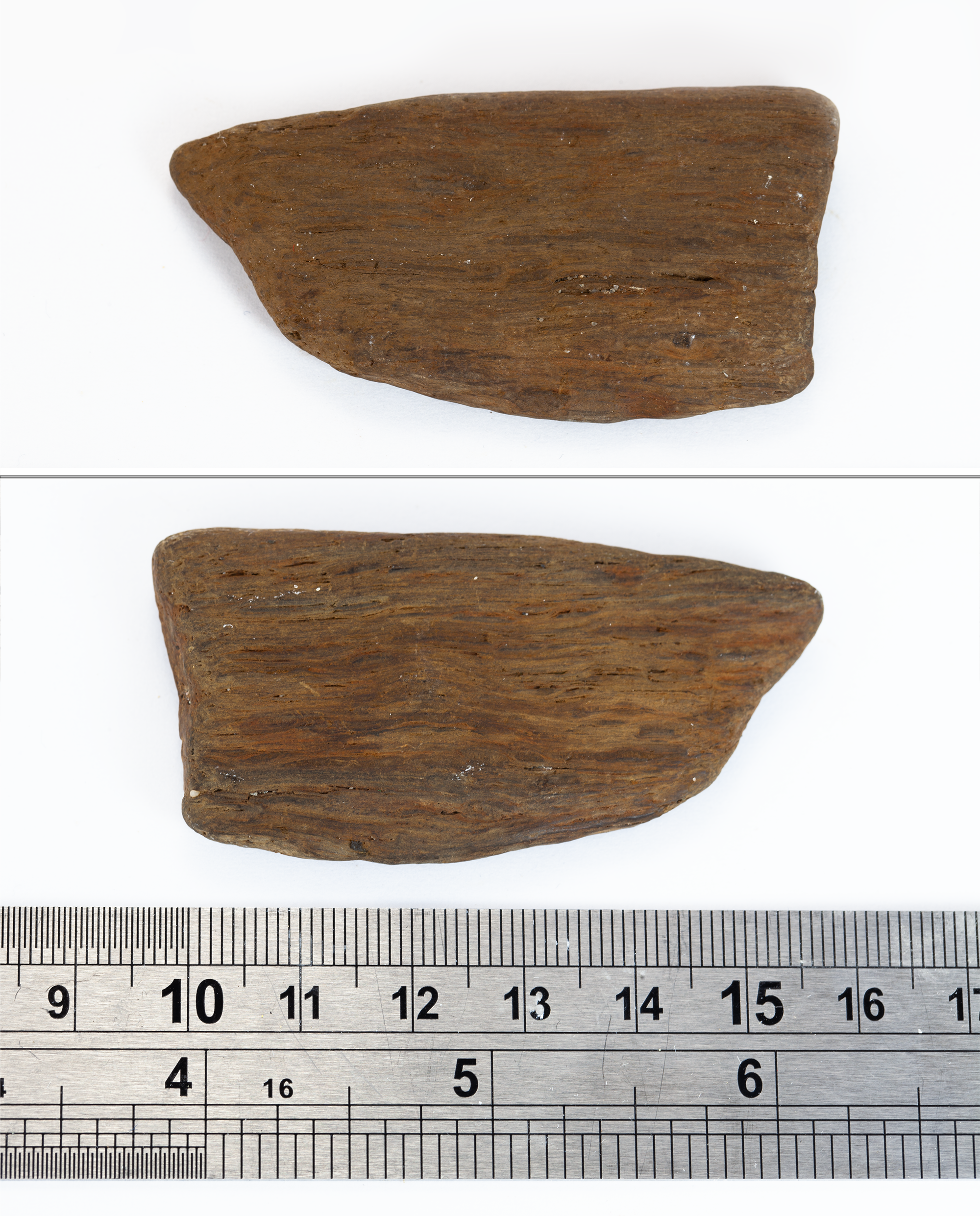 Bone, Tusk or just Dust? Zandmotor Newbie finds... - Fossil ID - The ...