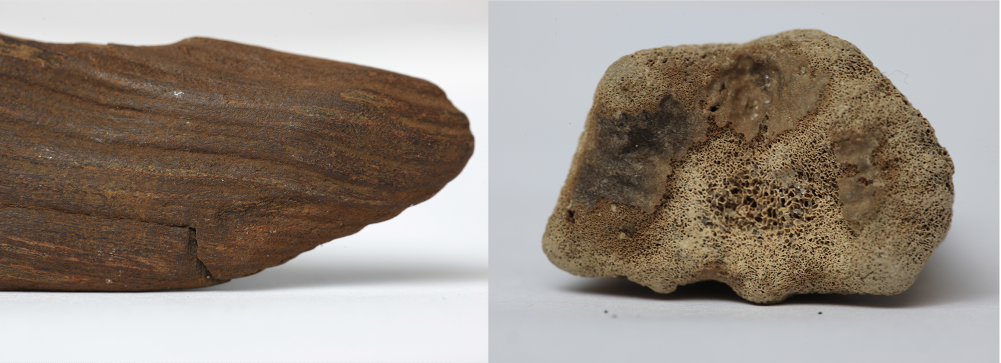 Bone, Tusk or just Dust? Zandmotor Newbie finds... - Fossil ID - The ...