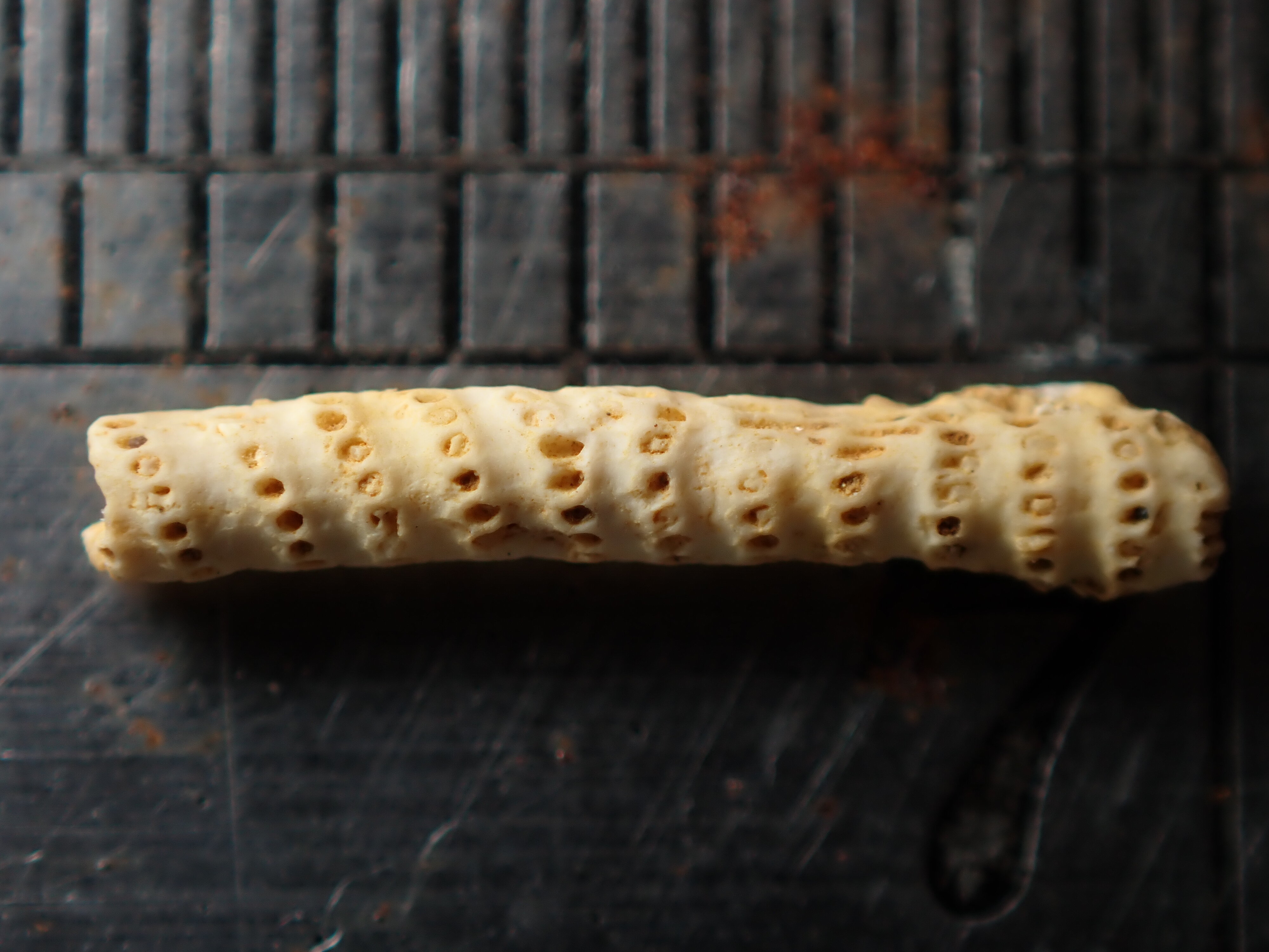 Semi-micro fossils (echinoid, shell, bryozoans, others) from Aireys ...