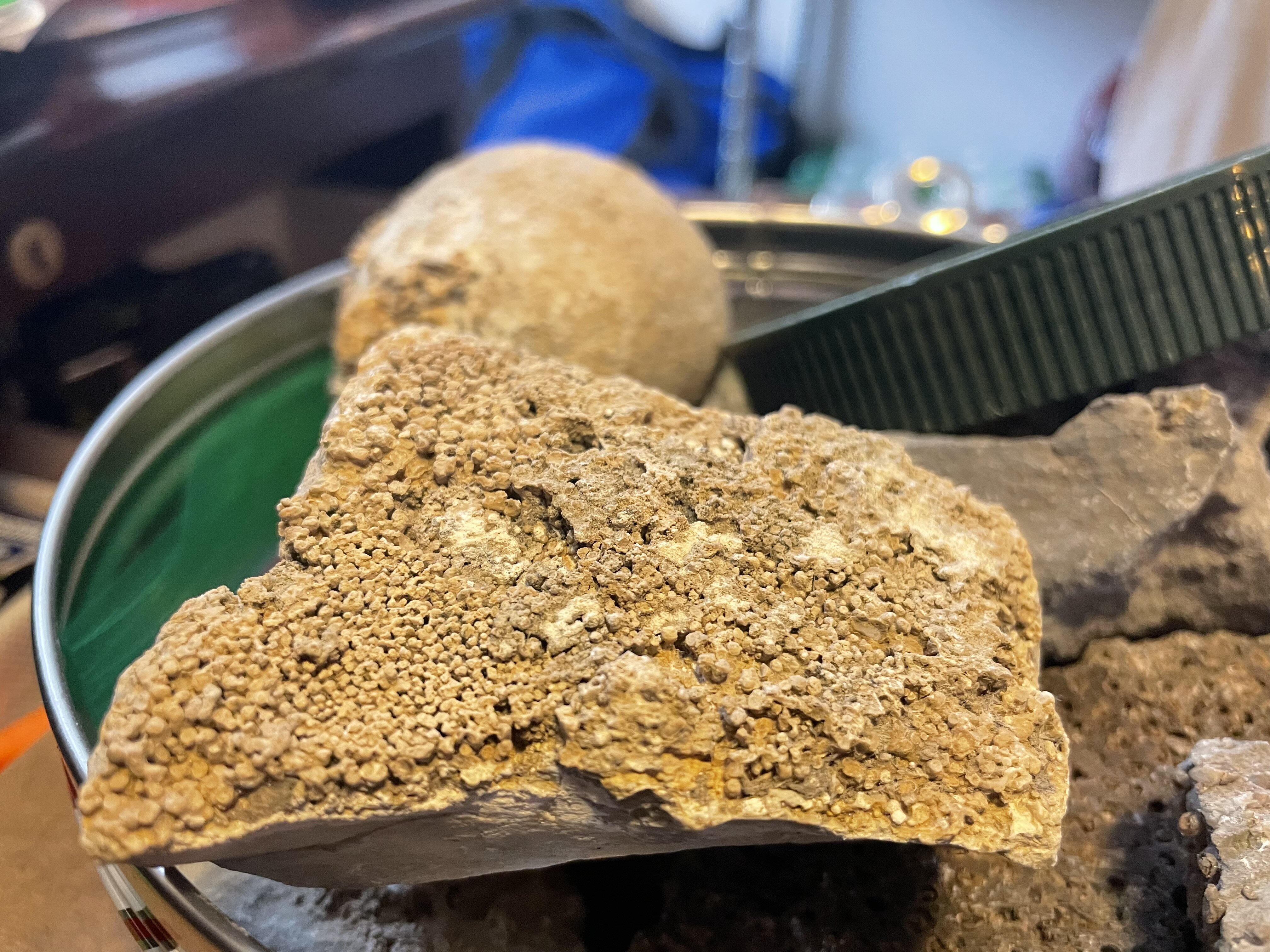 Bryozoan - Fossil ID - The Fossil Forum