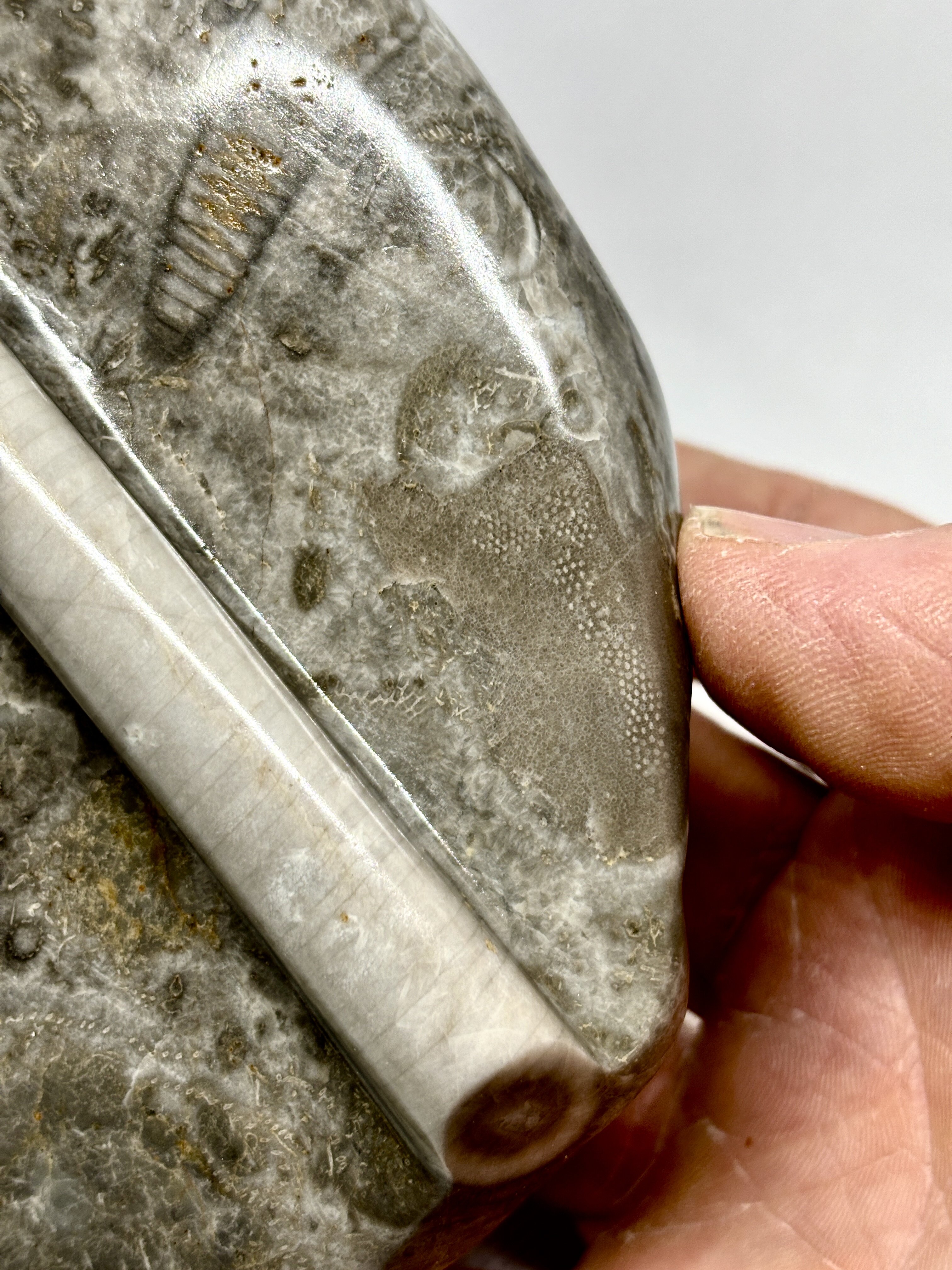 Unknown dotted pattern in existing fossil - Fossil ID - The Fossil Forum