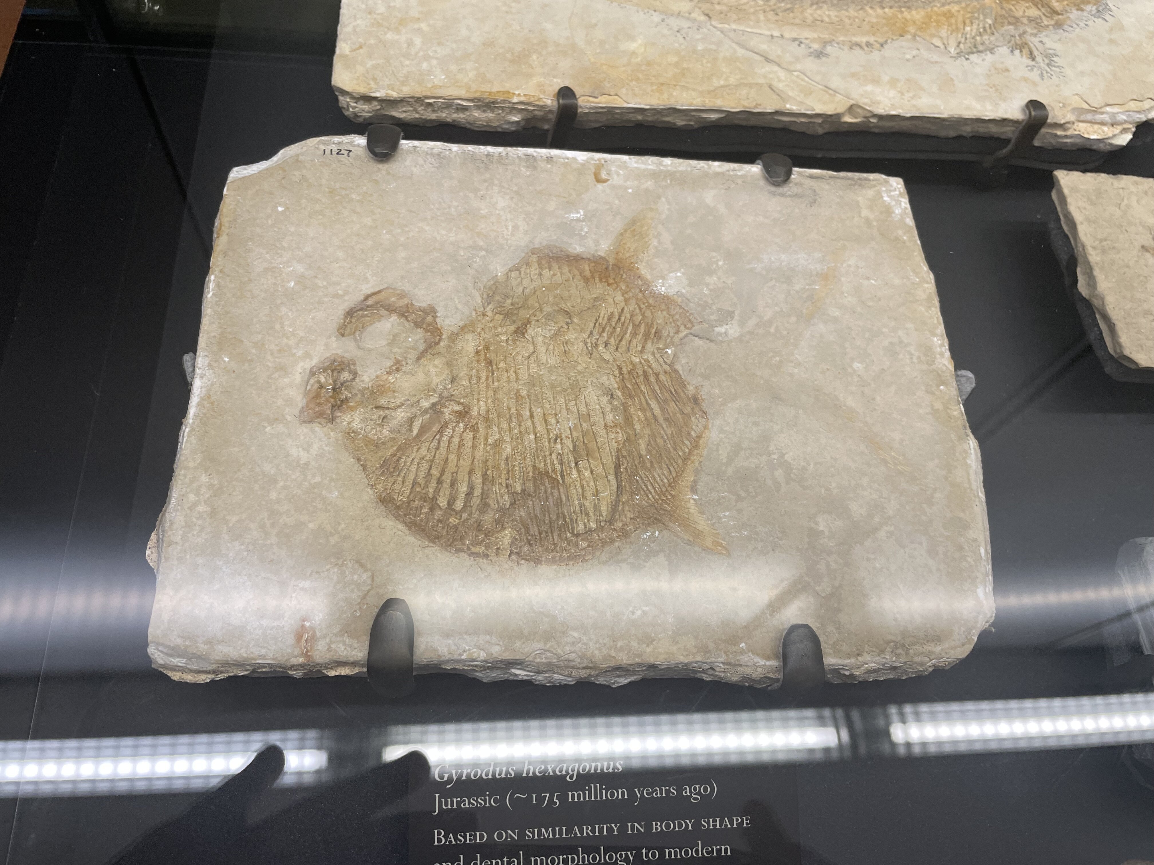 A trip to The Beneski Museum of Natural History Part-1 - A Trip to the ...