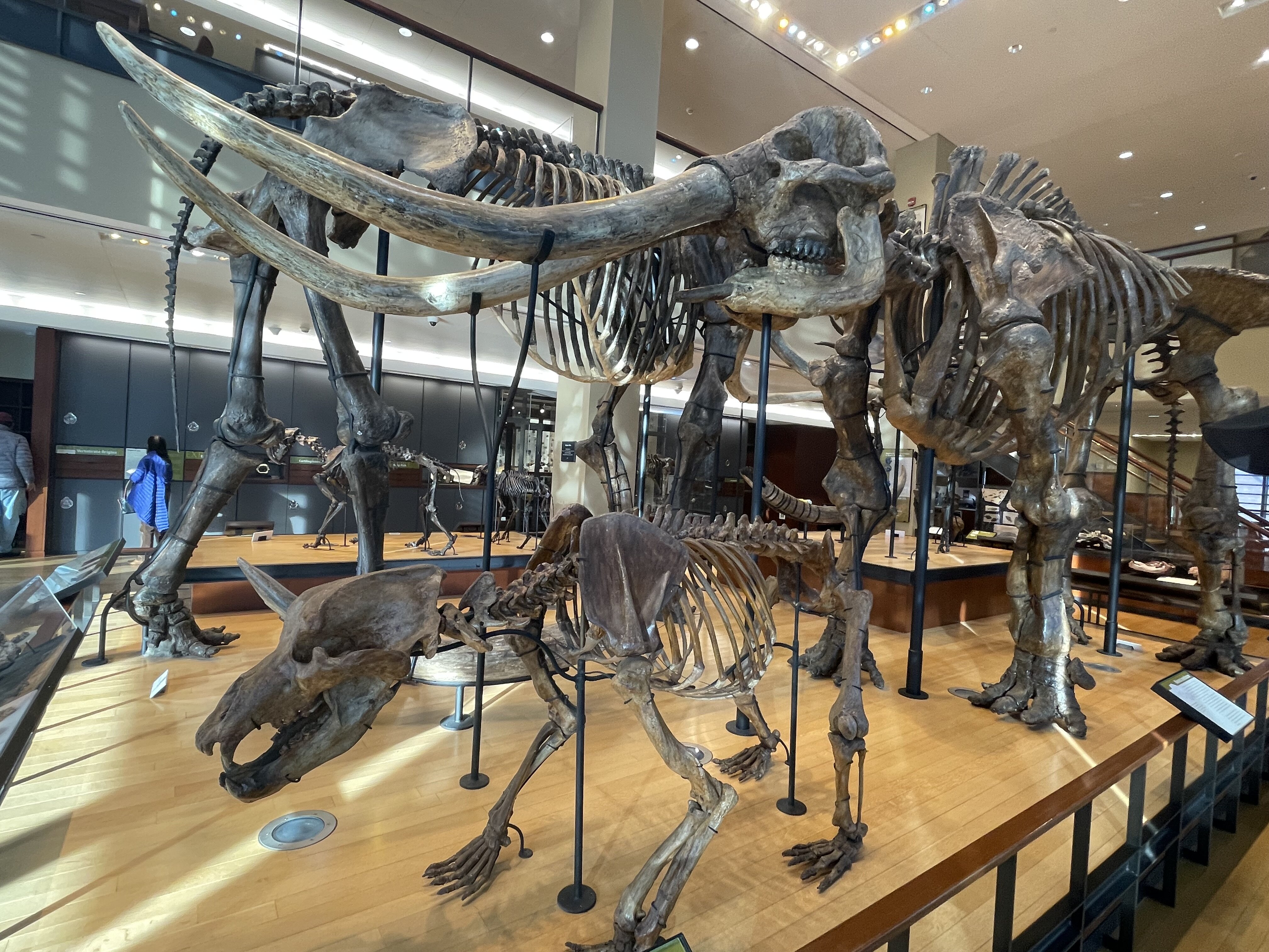A trip to The Beneski Museum of Natural History Part-1 - A Trip to the ...