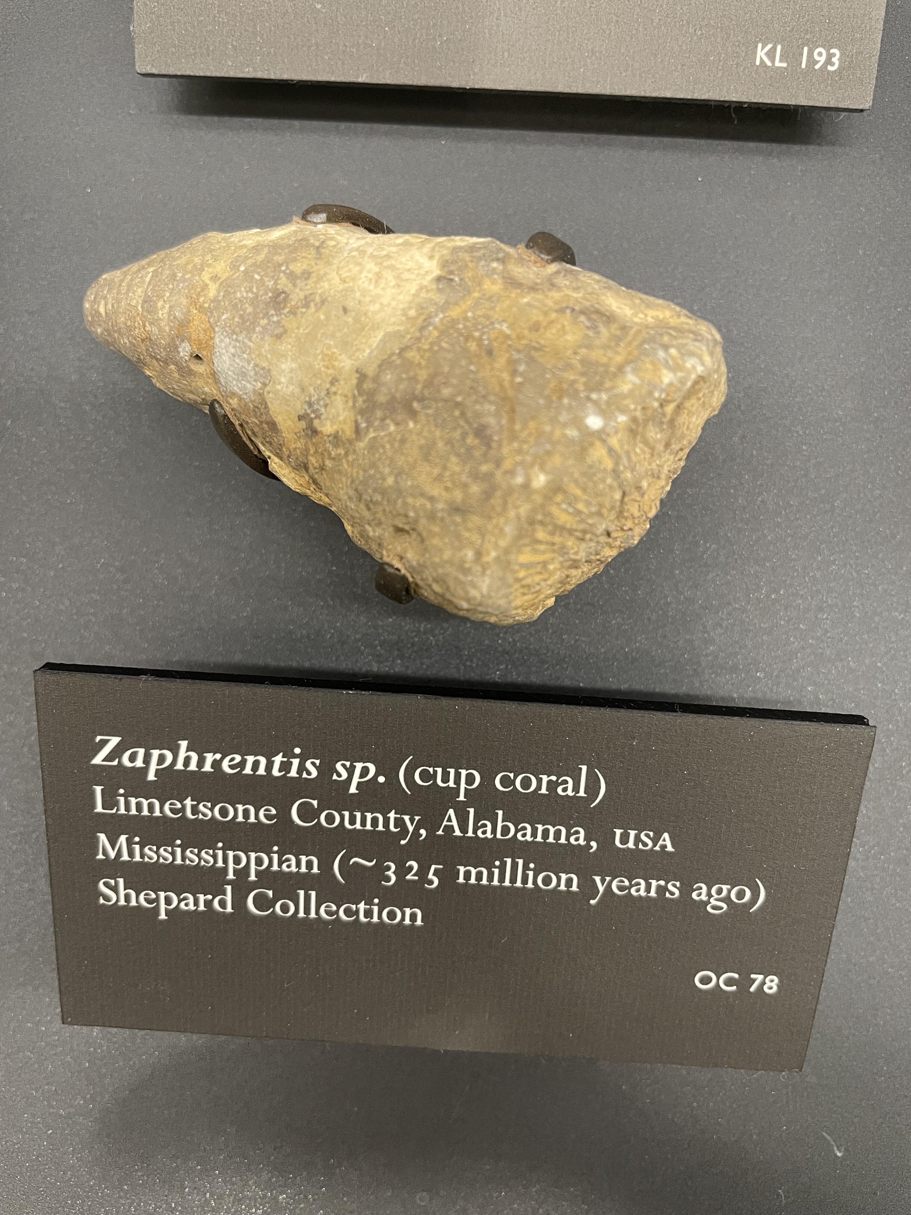A trip to The Beneski Museum of Natural History Part-1 - A Trip to the ...
