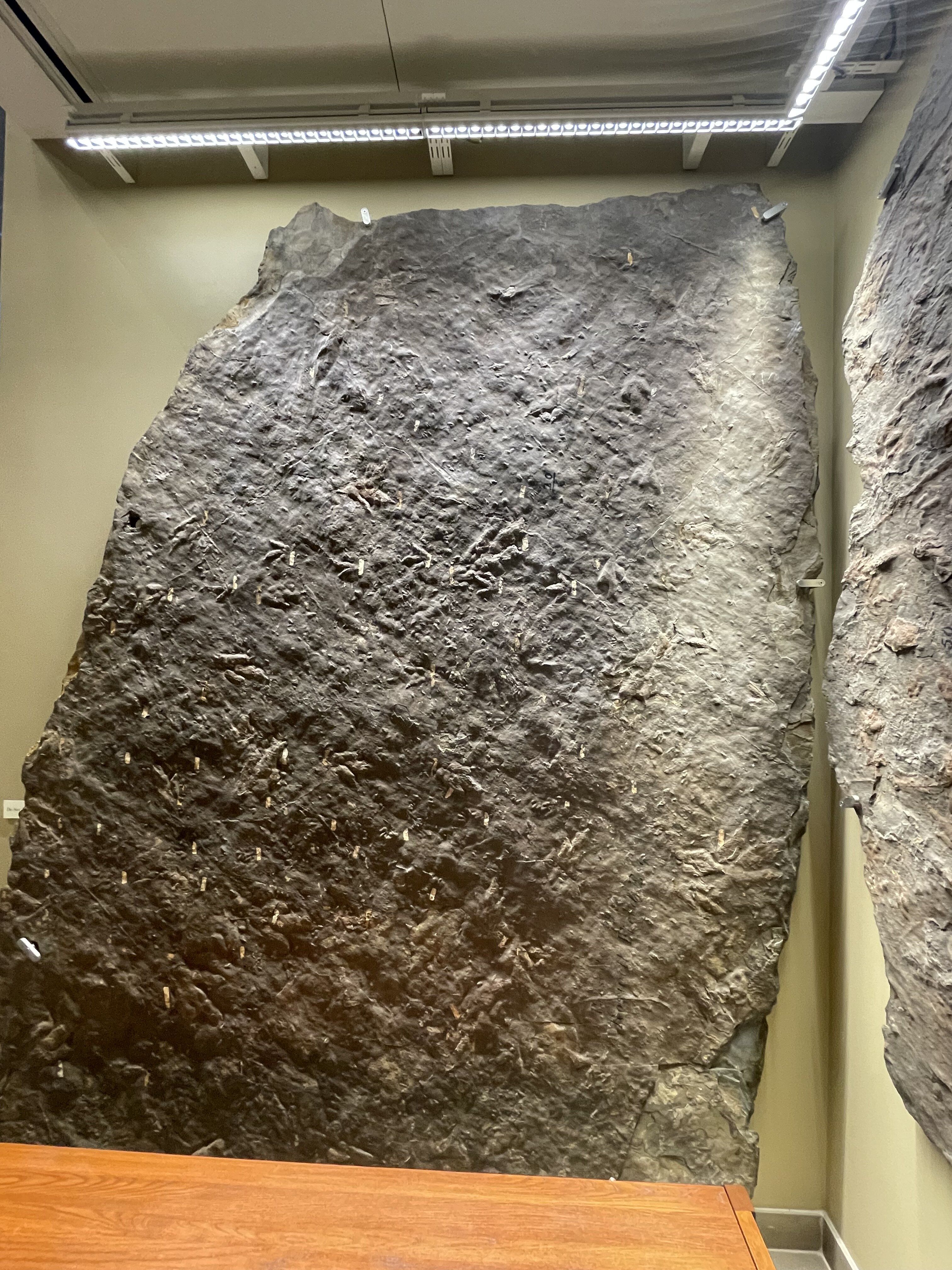A trip to The Beneski Museum of Natural History Part-1 - A Trip to the ...