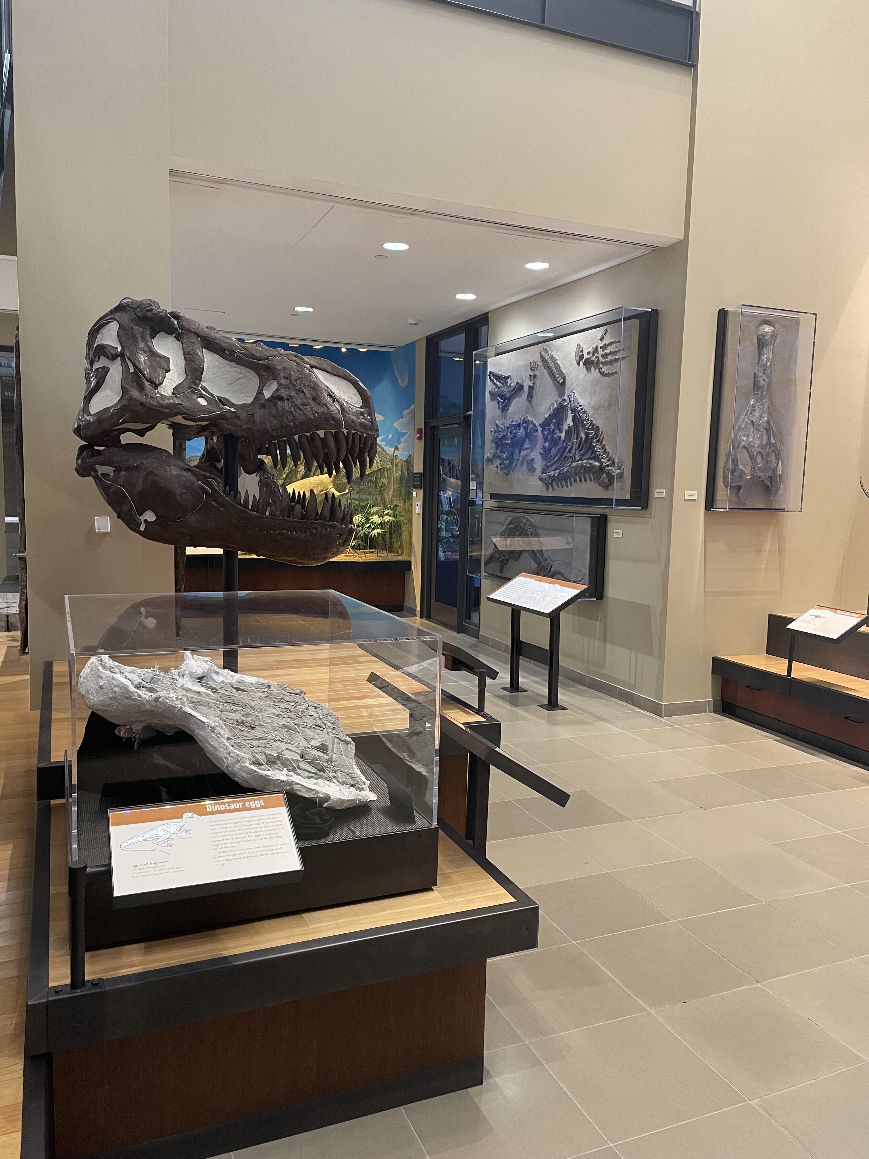A trip to The Beneski Museum of Natural History Part-1 - A Trip to the ...
