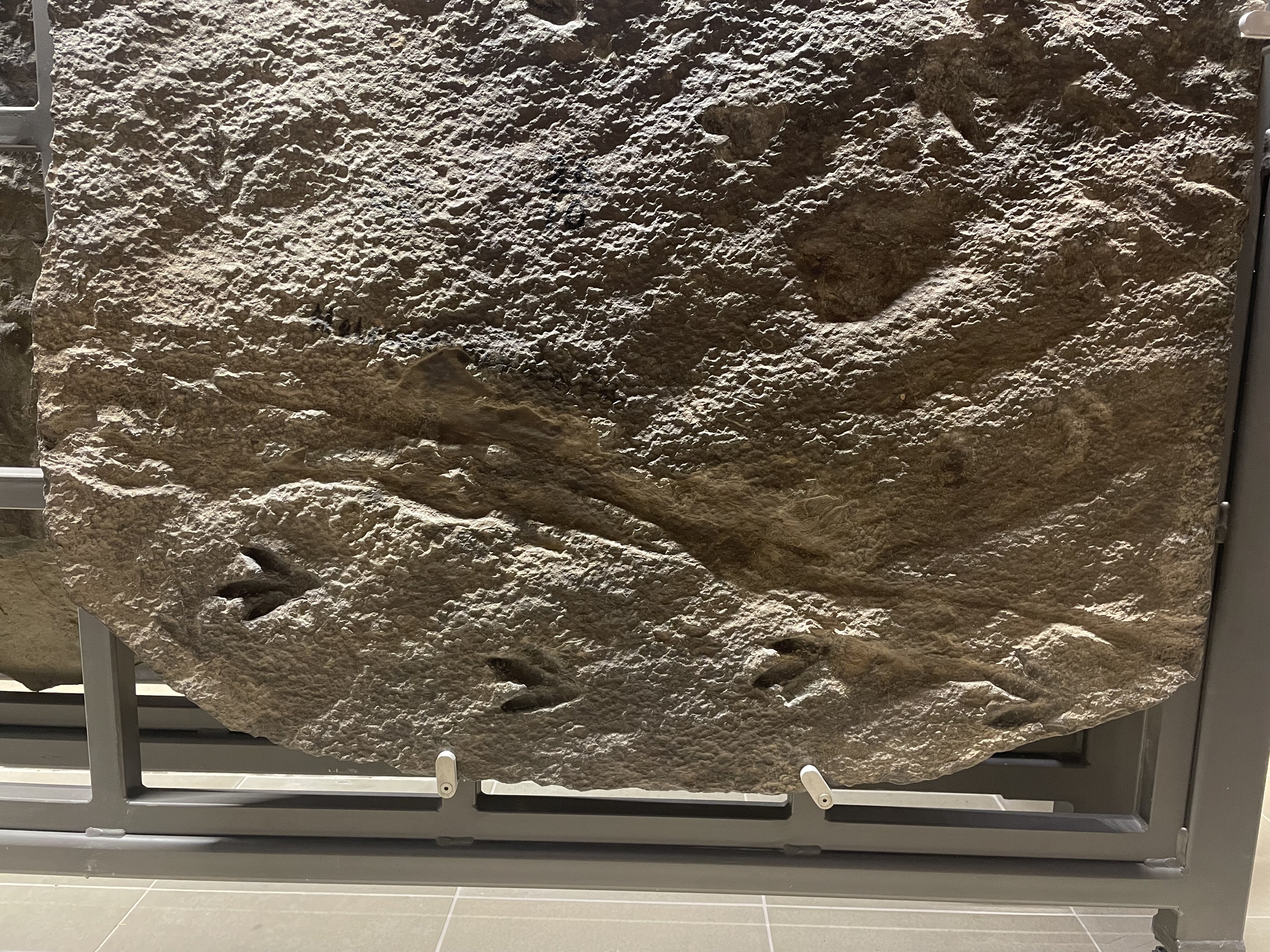 A trip to The Beneski Museum of Natural History Part-1 - A Trip to the ...