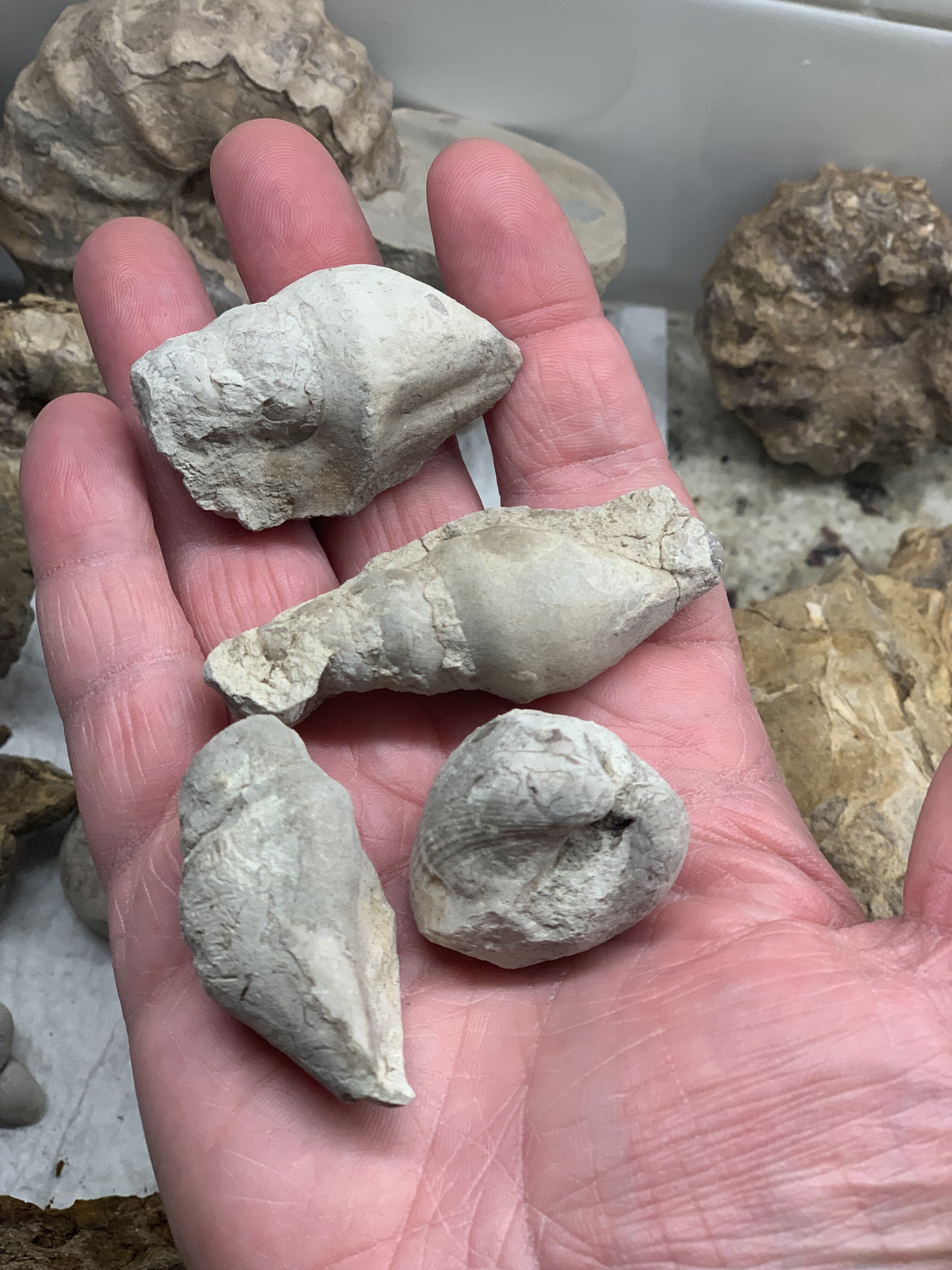 Aroma de la Tylostoma (Goodland formation) - Fossil Hunting Trips - The ...