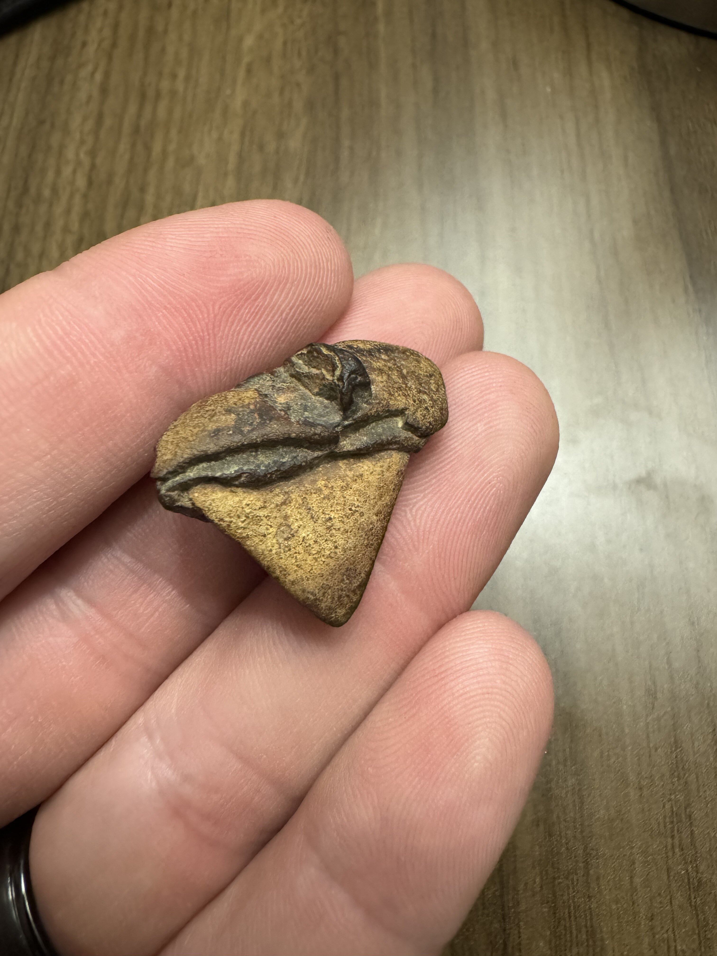 Fossilized Tooth? - Fossil ID - The Fossil Forum