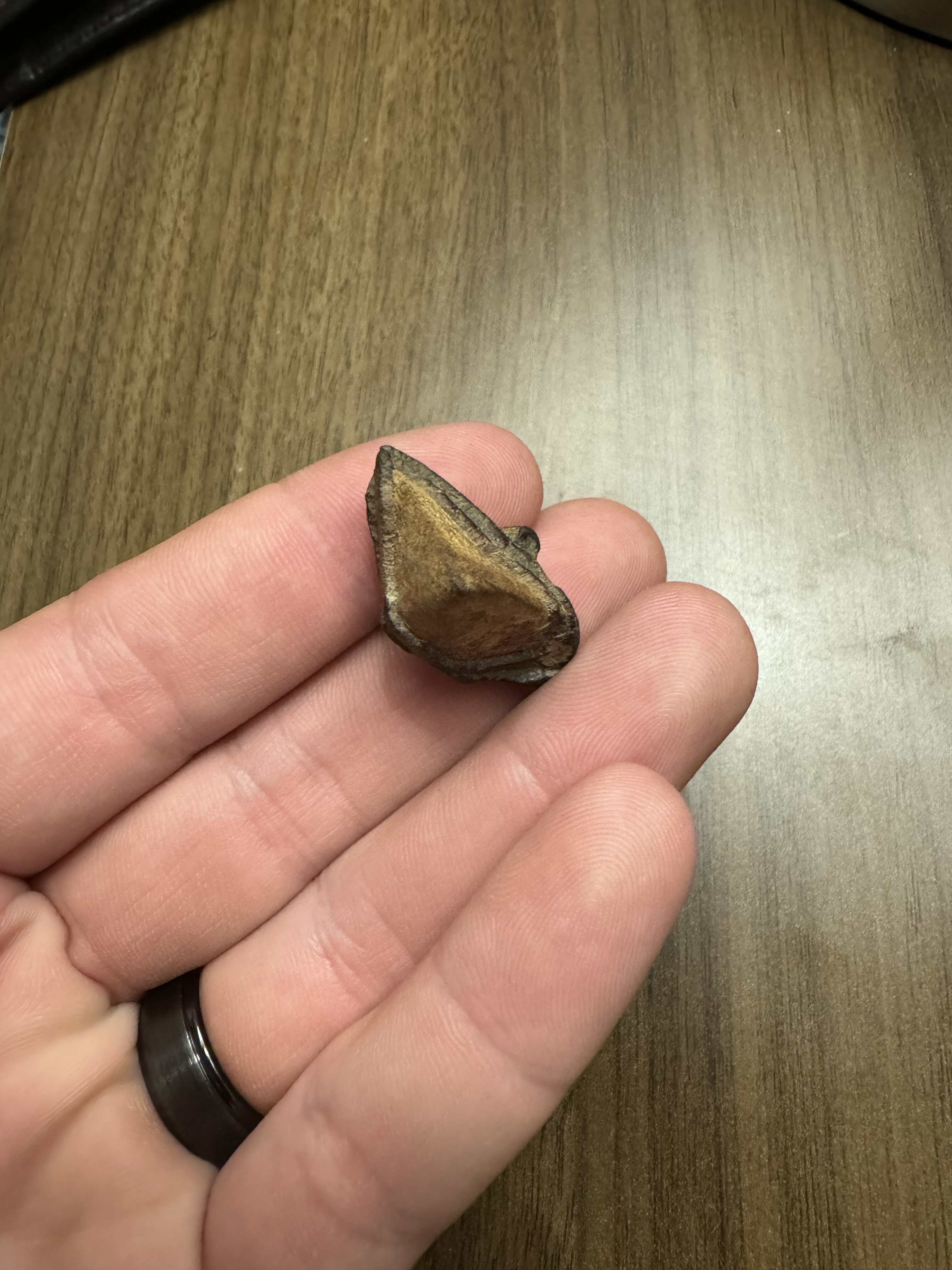 Fossilized Tooth? - Fossil ID - The Fossil Forum