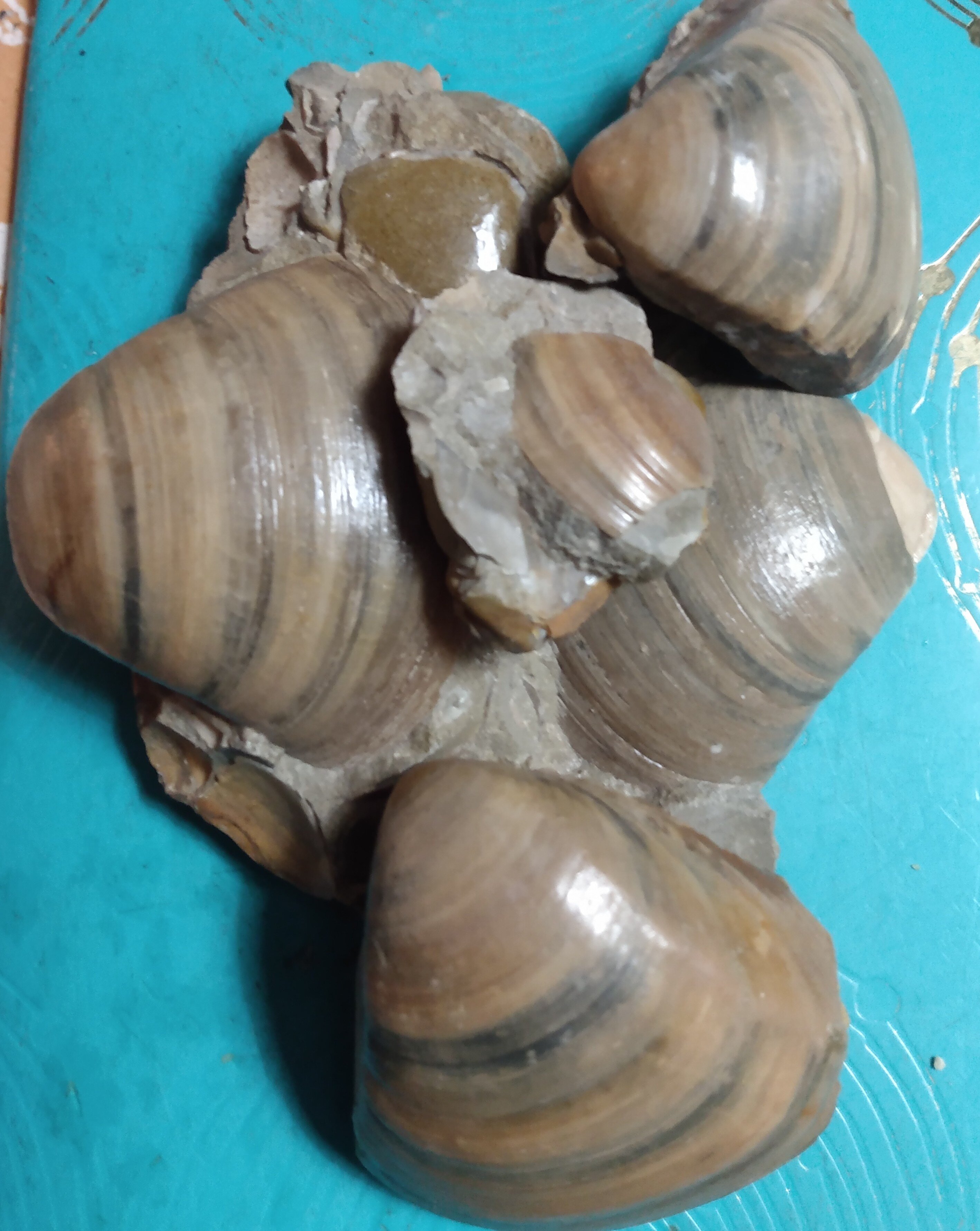 Fossil Shells With Color Patterns - General Fossil Discussion - The ...