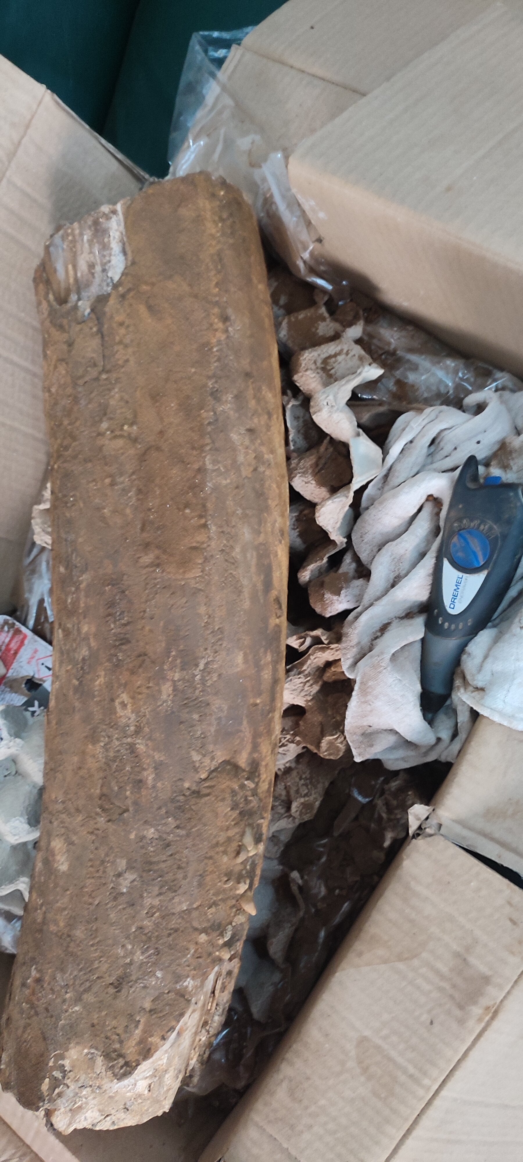 Mammuth tusk cleaning - Fossil Preparation - The Fossil Forum
