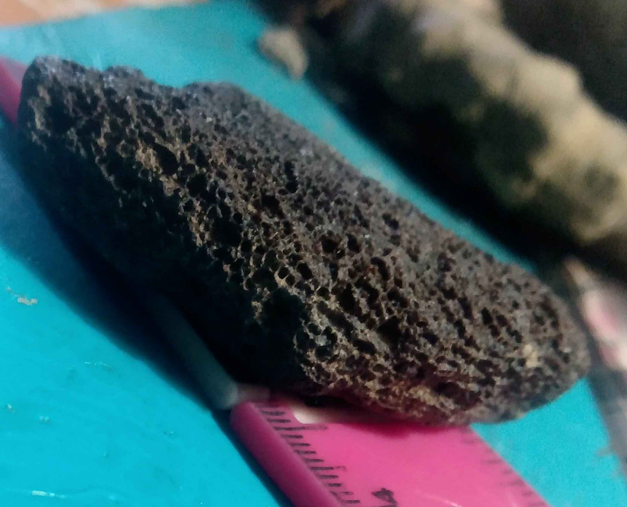 Chunk of bone? turtle shell? And is this banded chert? - Fossil ID ...