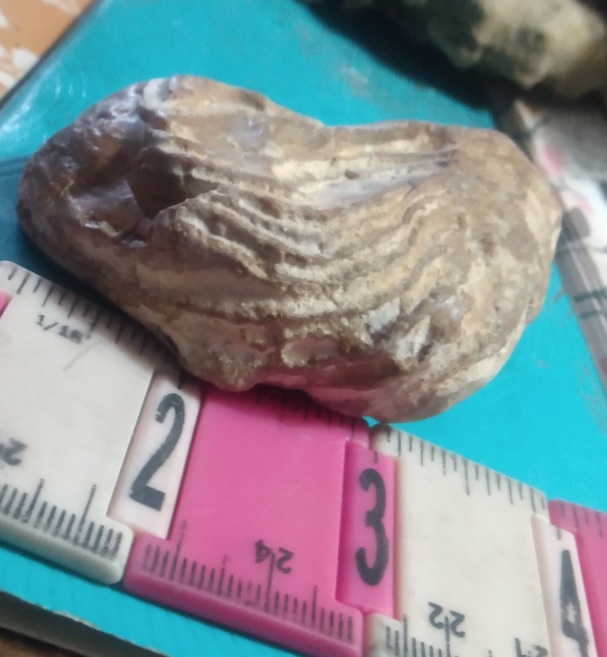 Chunk of bone? turtle shell? And is this banded chert? - Fossil ID ...