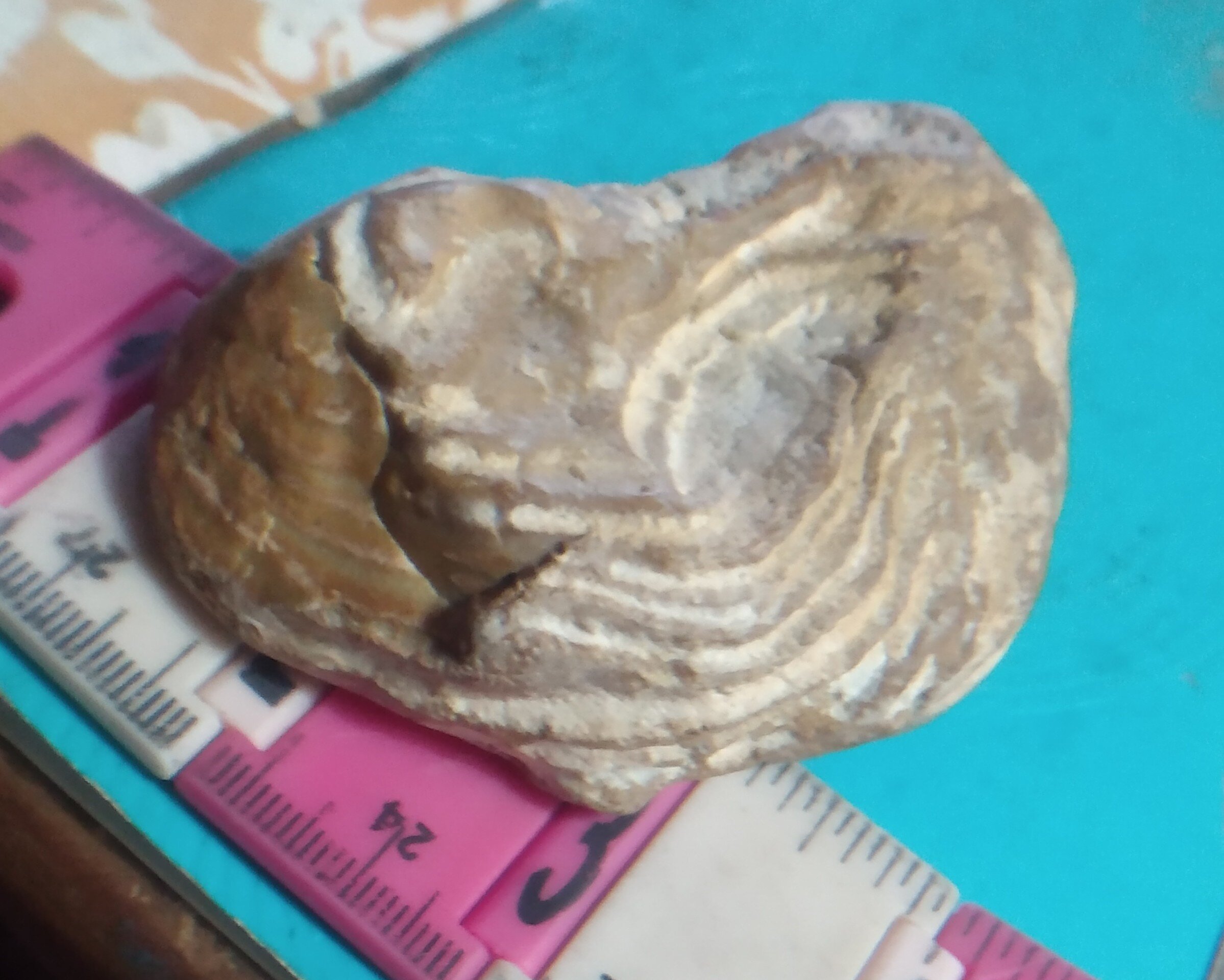 Chunk of bone? turtle shell? And is this banded chert? - Fossil ID ...