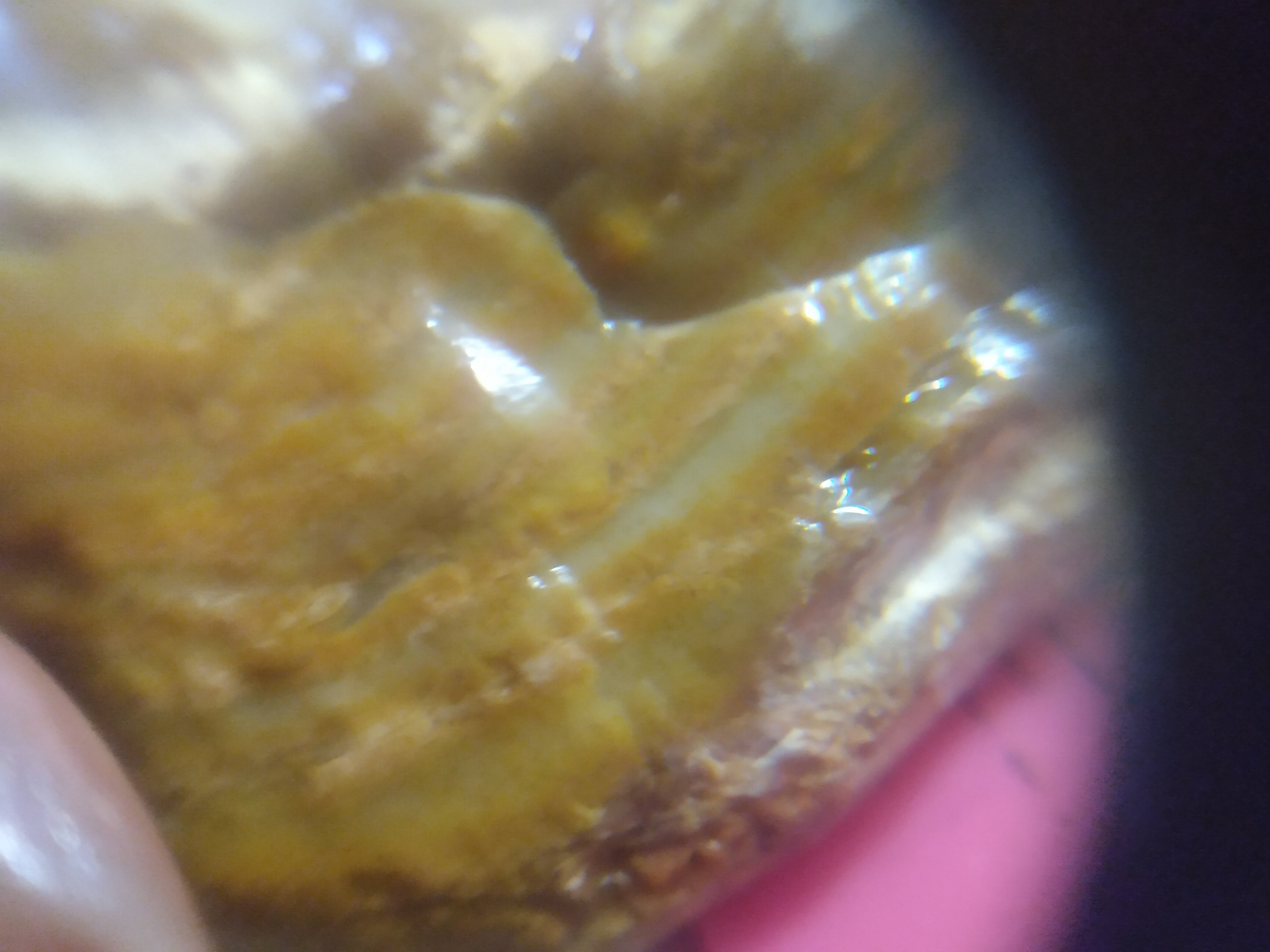 Chunk of bone? turtle shell? And is this banded chert? - Fossil ID ...