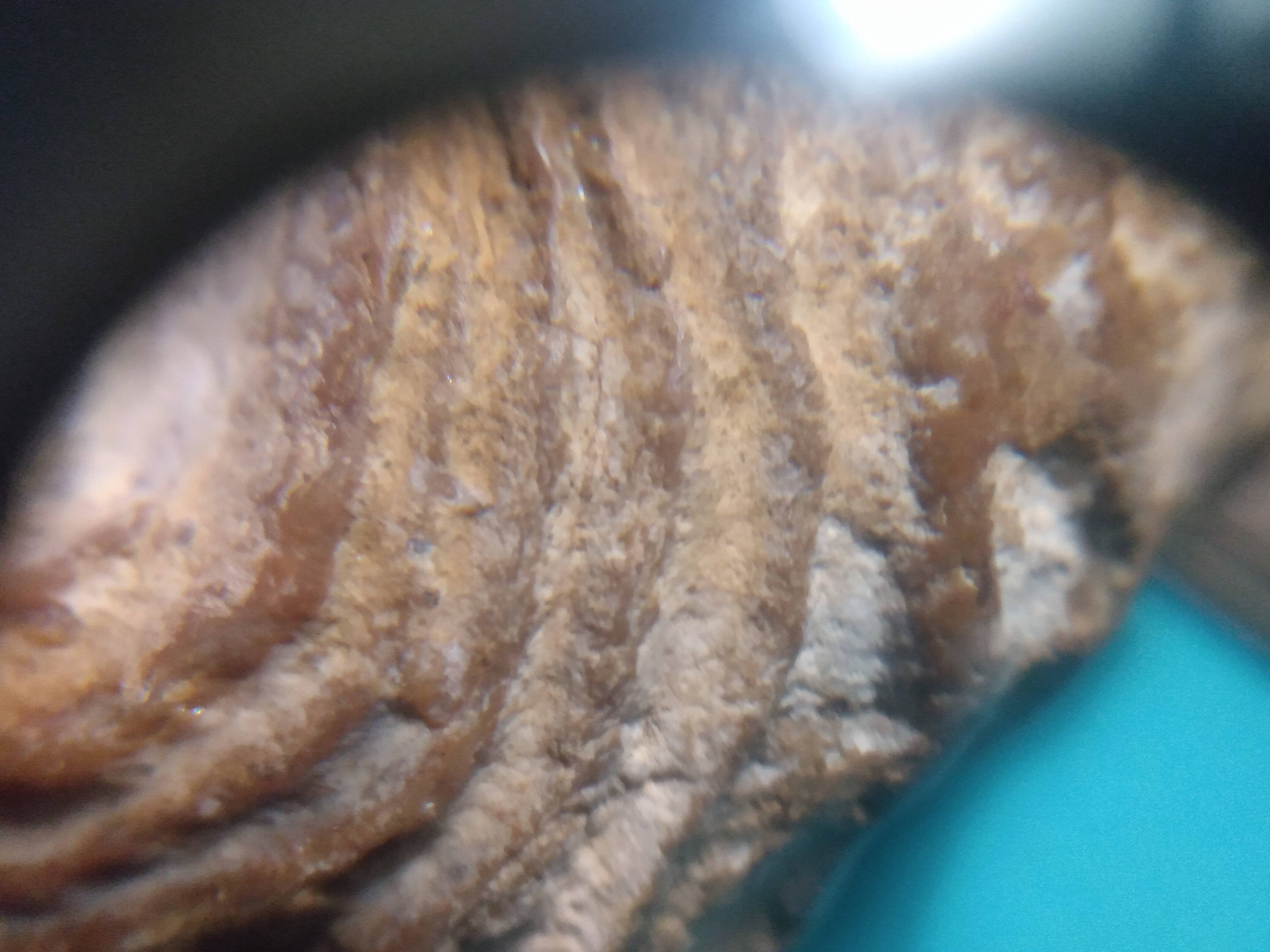 Chunk of bone? turtle shell? And is this banded chert? - Fossil ID ...