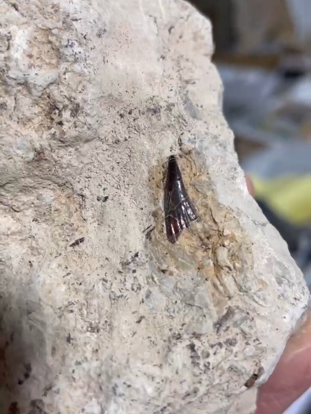 Help for ID please - Moroccan Plesiosaur tooth? - Fossil ID - The ...