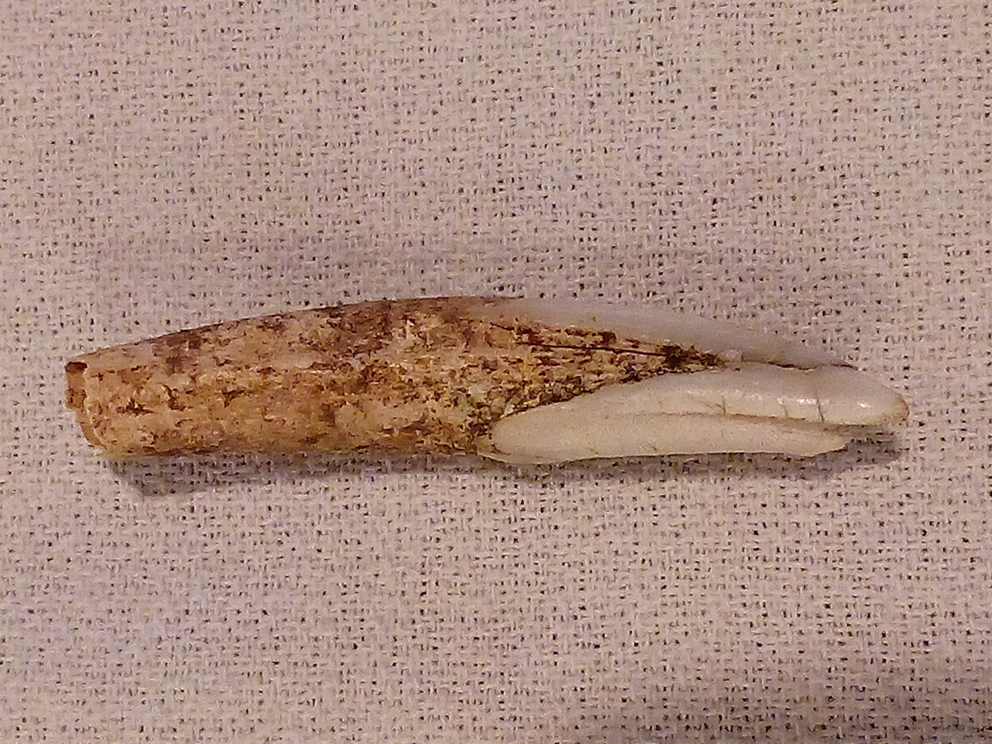 Boar tooth? - Fossil ID - The Fossil Forum