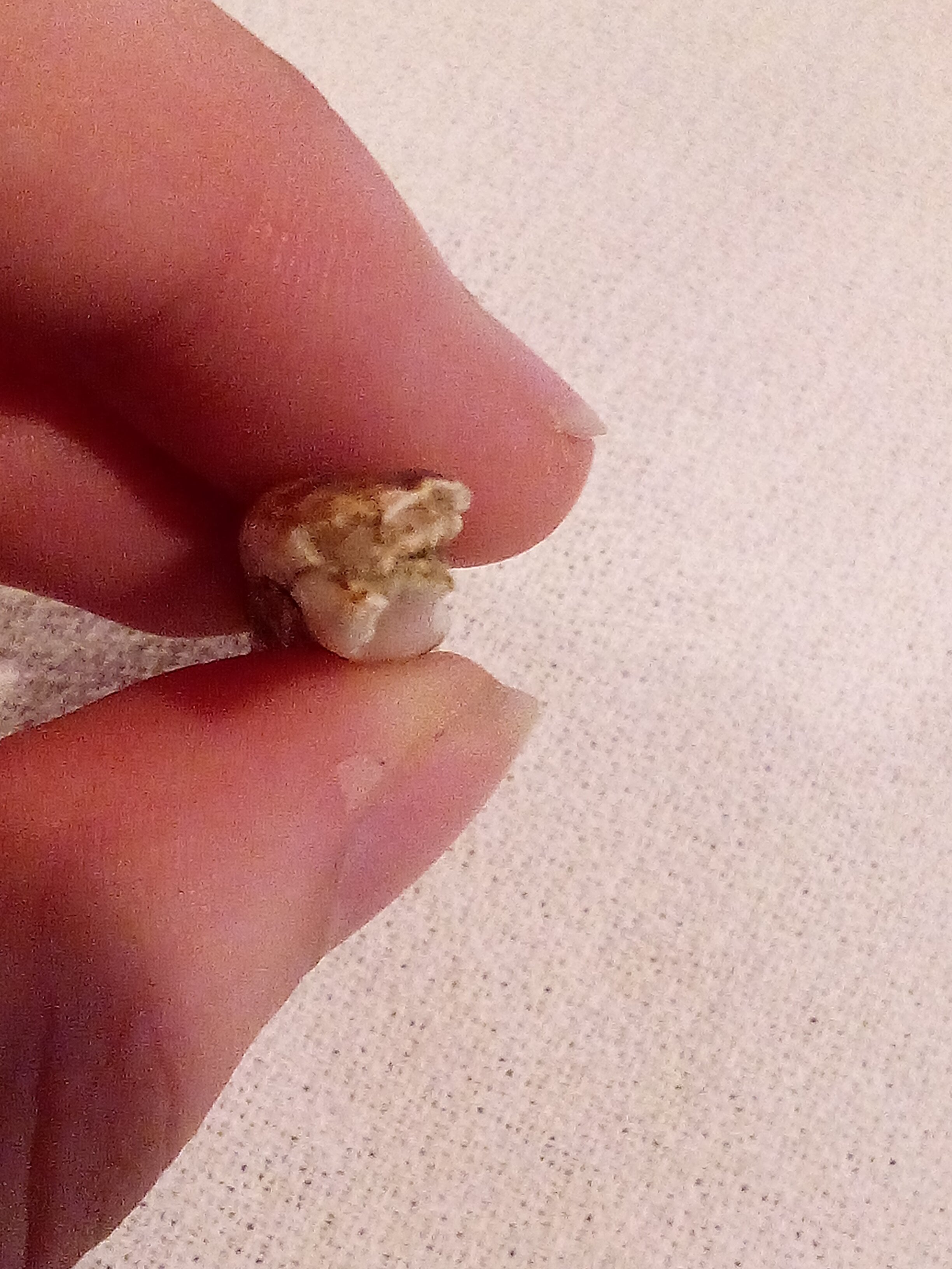 Boar tooth? - Fossil ID - The Fossil Forum