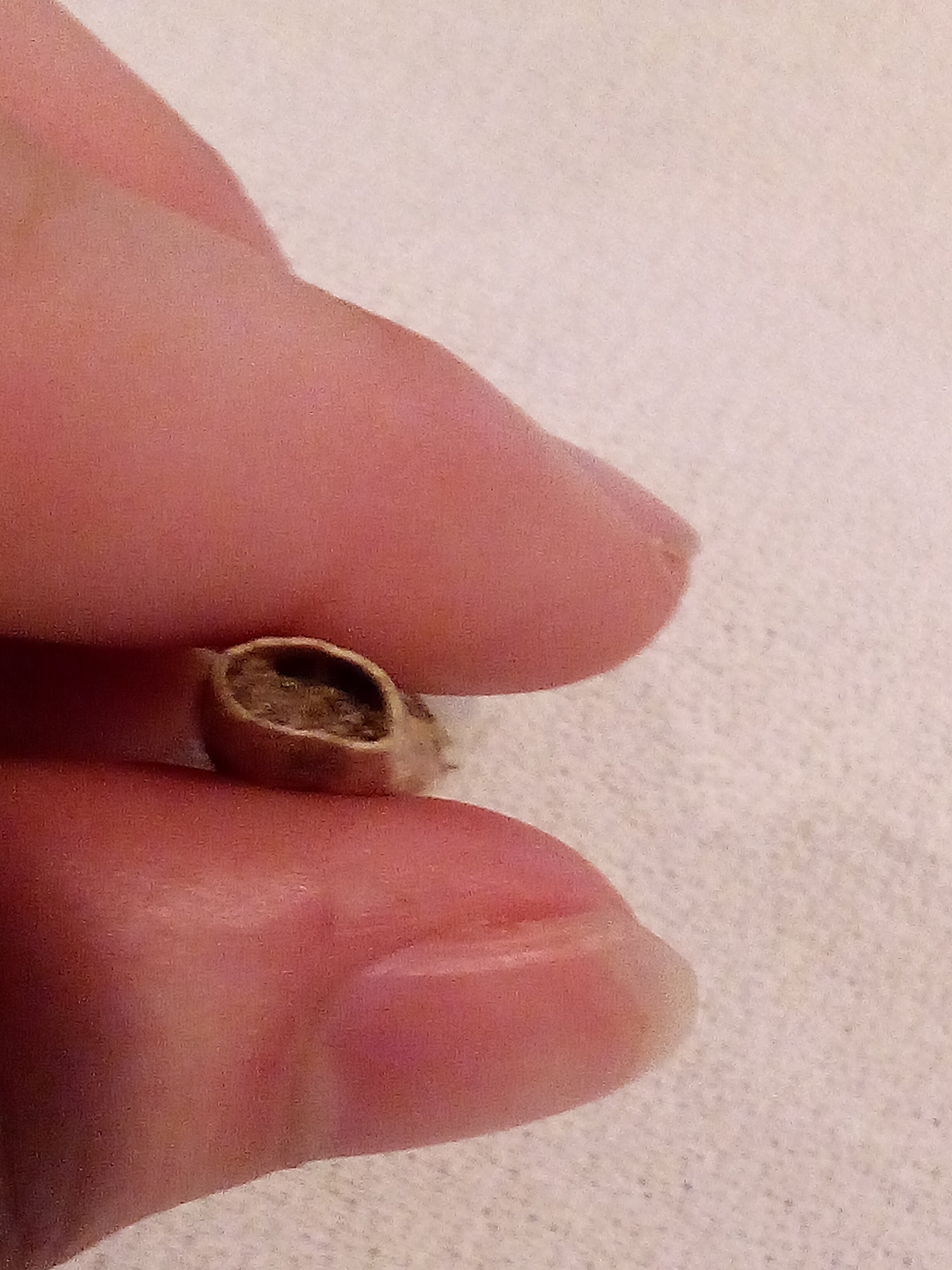 Boar tooth? - Fossil ID - The Fossil Forum