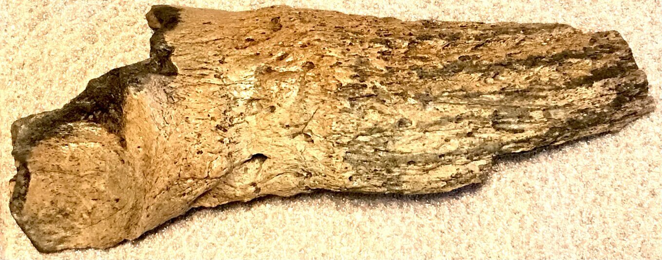 January 2024 Vertebrate Fossil Of The Month Poll - Fossil of the Month ...