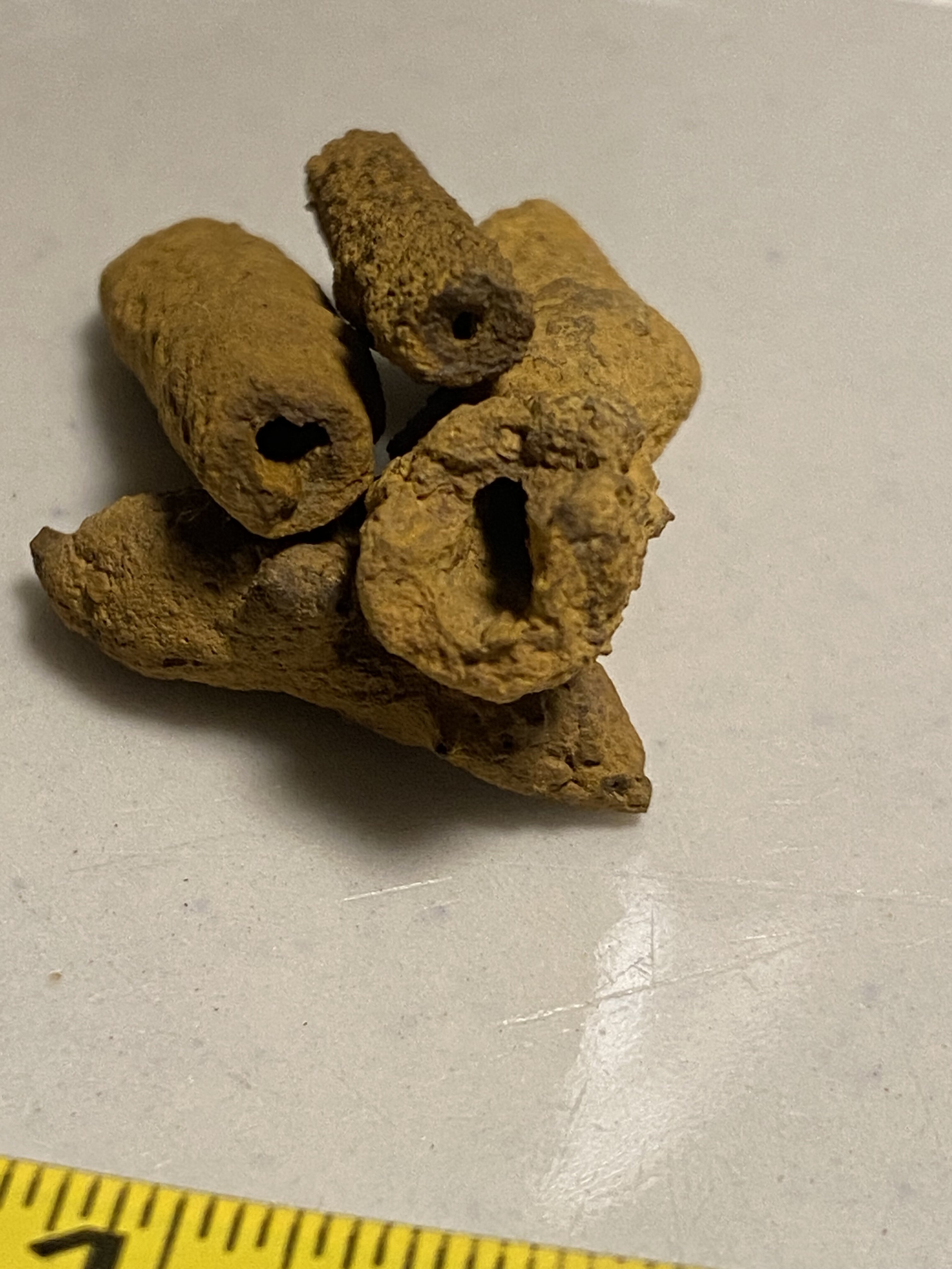 Tube like and hollow - Fossil ID - The Fossil Forum