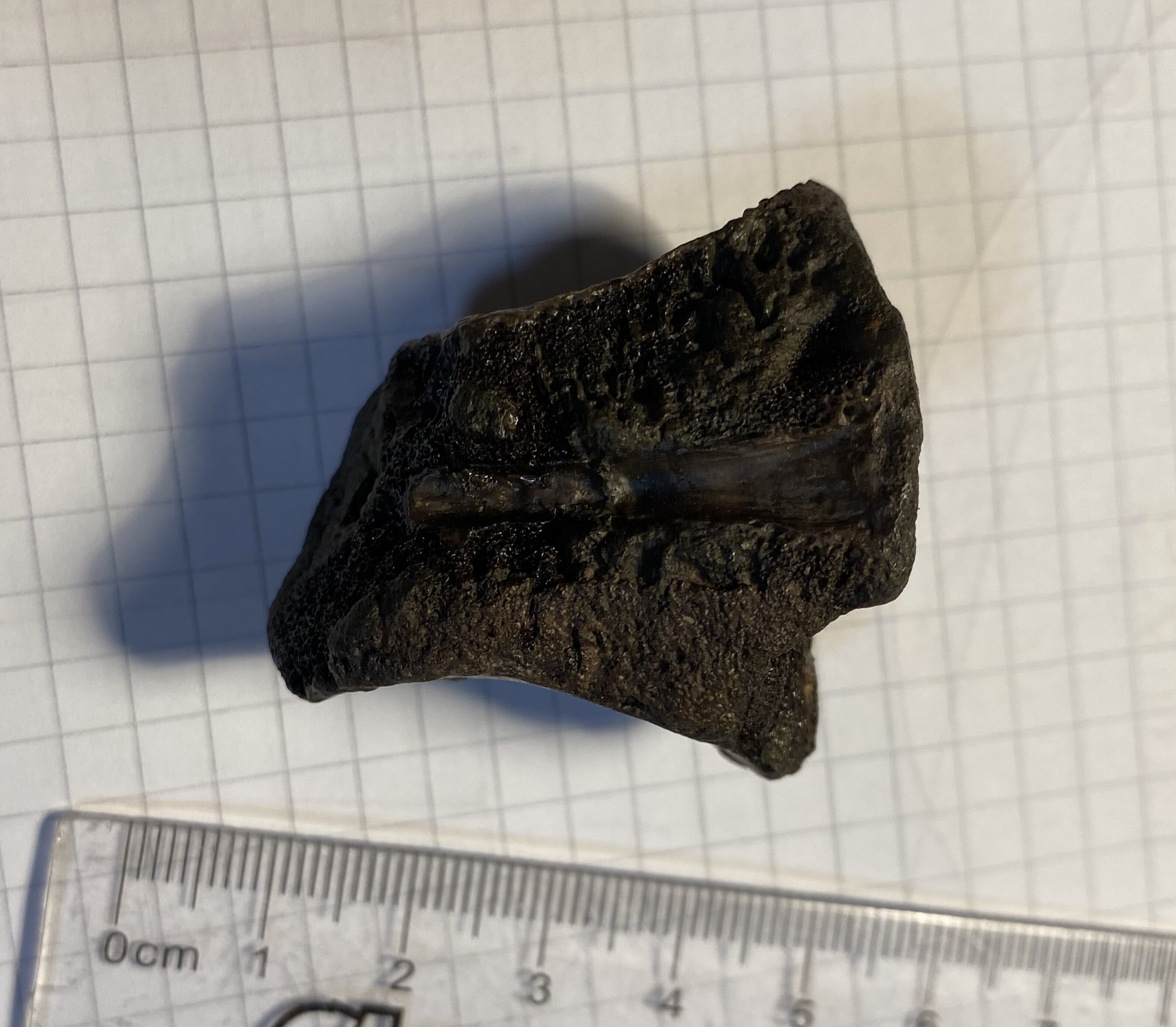 Isle of Wight dinosaur - Fossil ID - The Fossil Forum