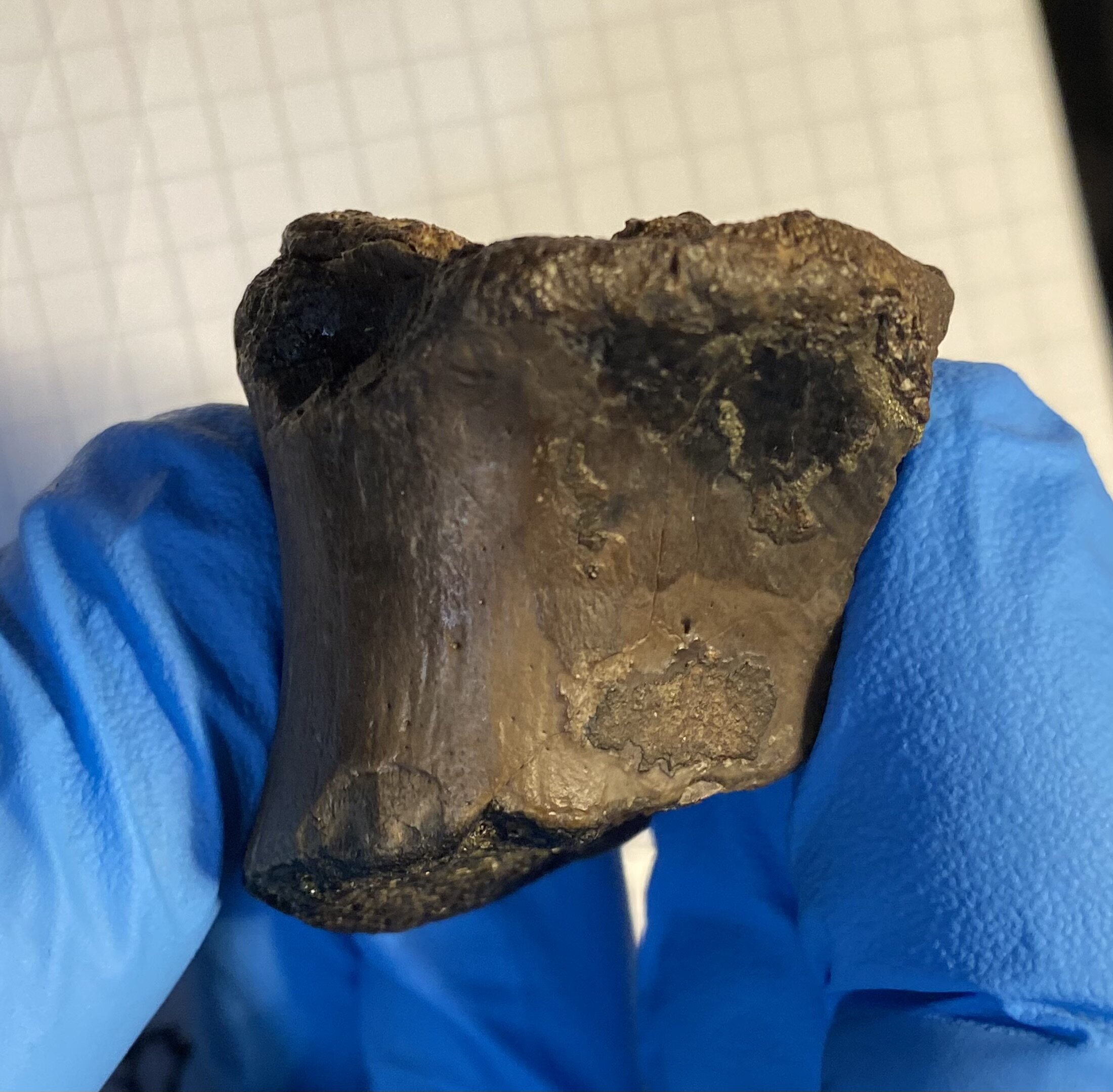 Isle of Wight dinosaur - Fossil ID - The Fossil Forum