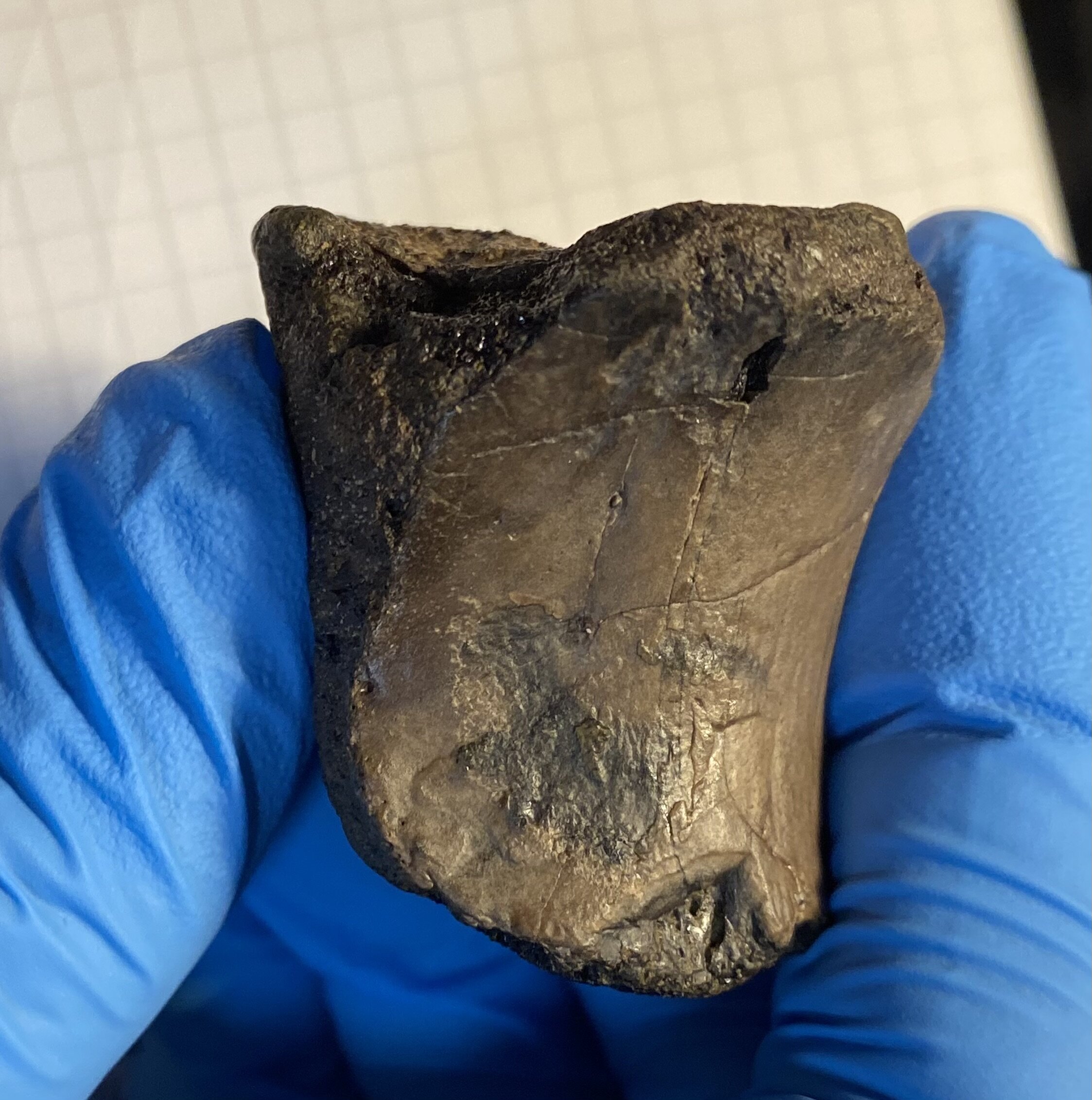 Isle of Wight dinosaur - Fossil ID - The Fossil Forum