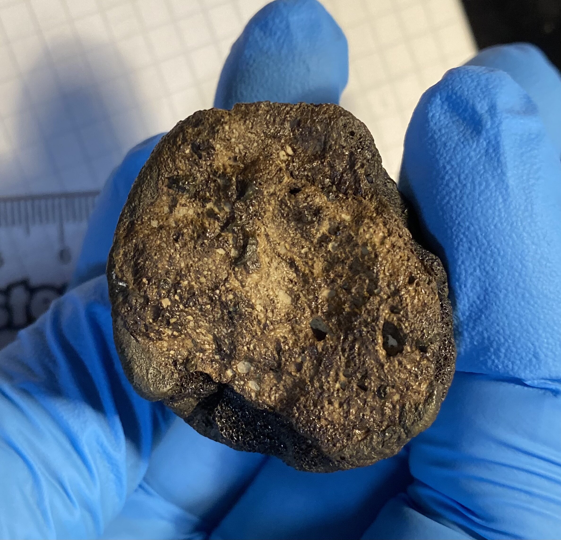 Isle of Wight dinosaur - Fossil ID - The Fossil Forum
