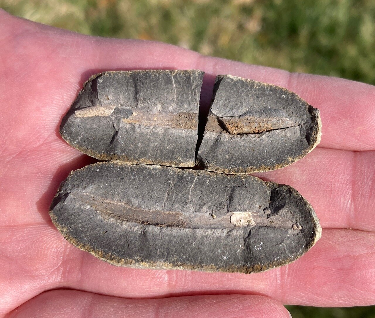 What is the VERY LAST fossil you have collected? - Questions & Answers ...