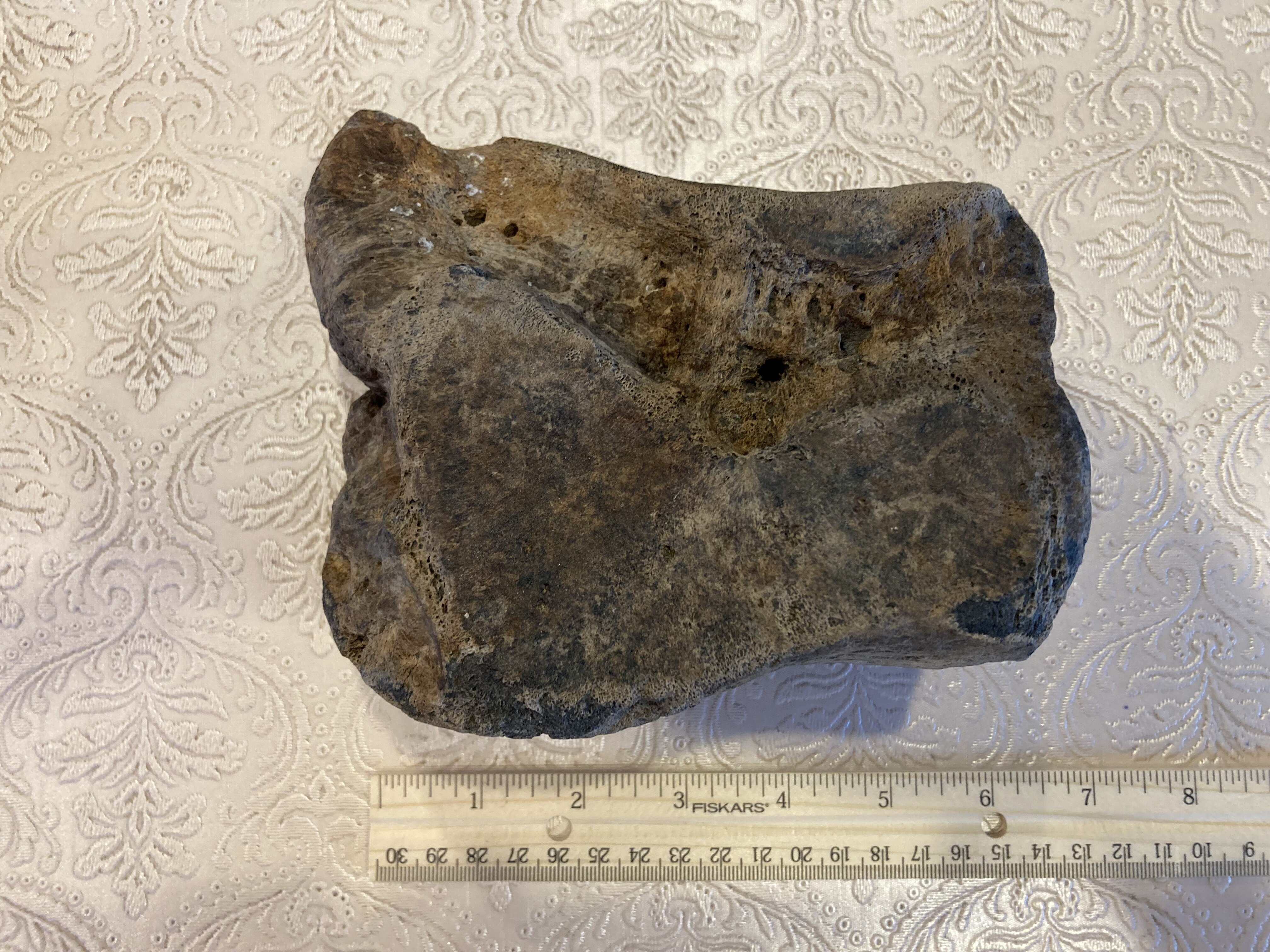 What is this fossil? Mammoth? Mastodon? Other? Specimen 2 - Fossil ID ...
