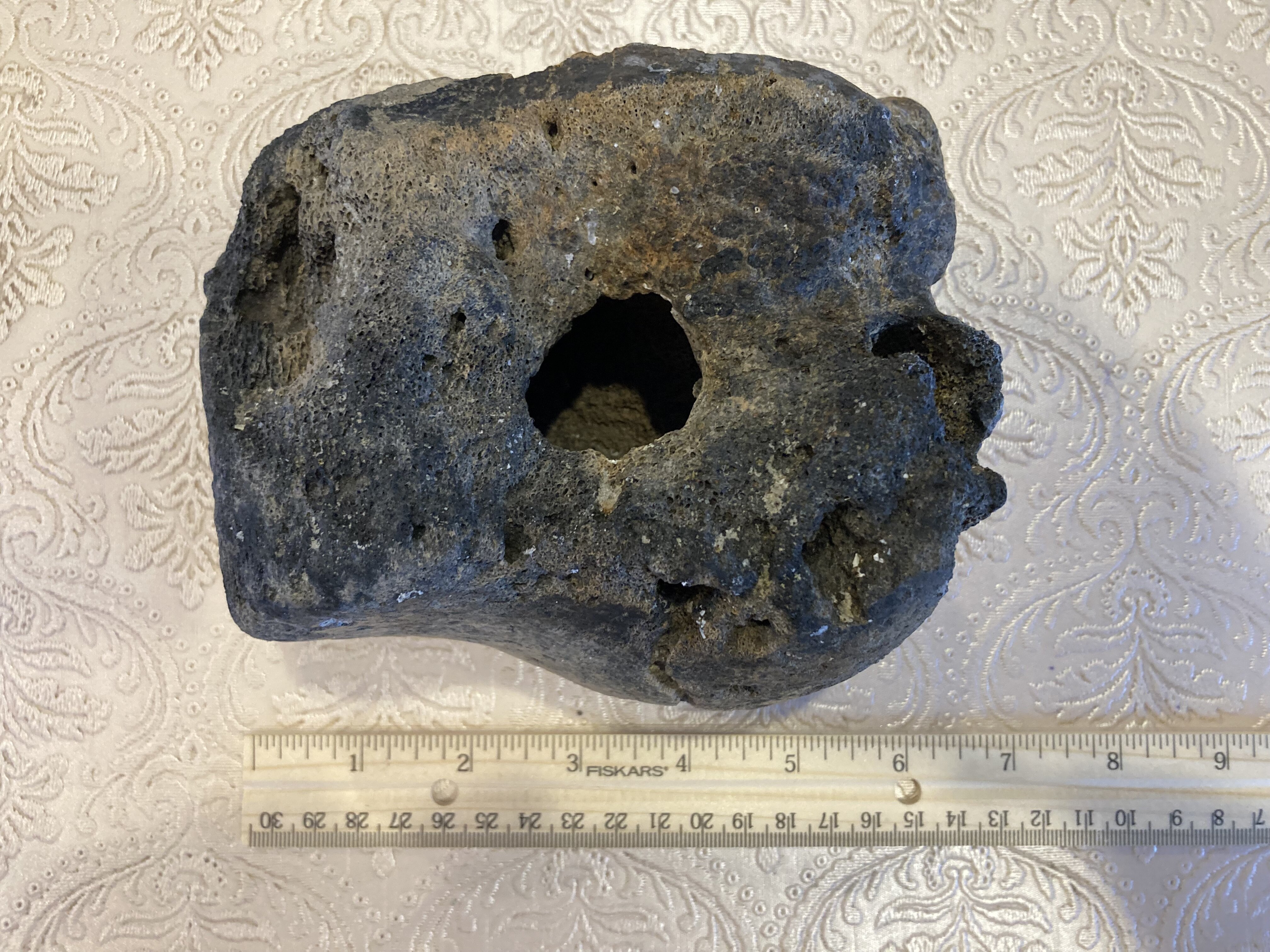 What is this fossil? Mammoth? Mastodon? Other? Specimen 2 - Fossil ID ...