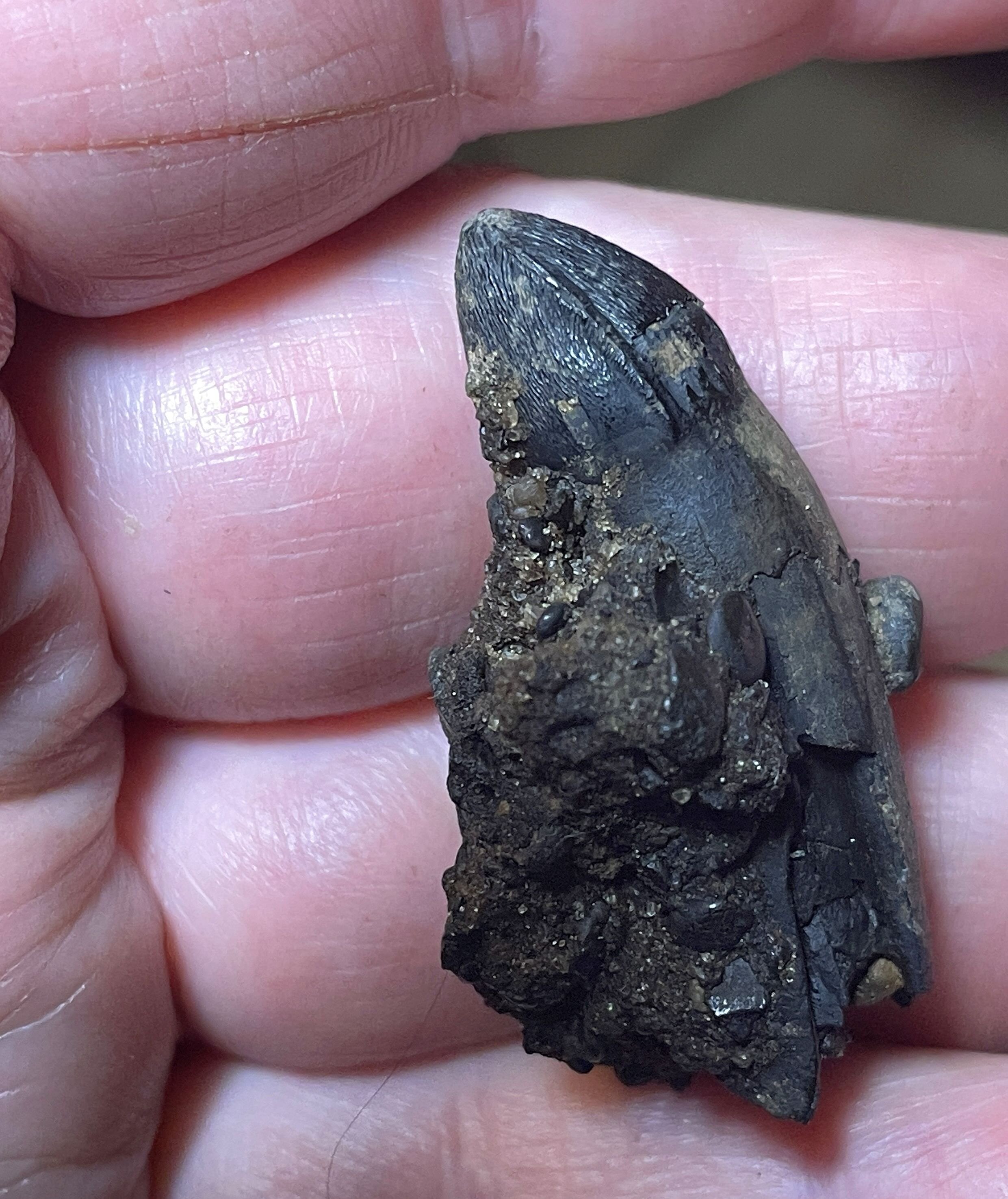 May I always find Interesting Fossils - Fossil ID - The Fossil Forum