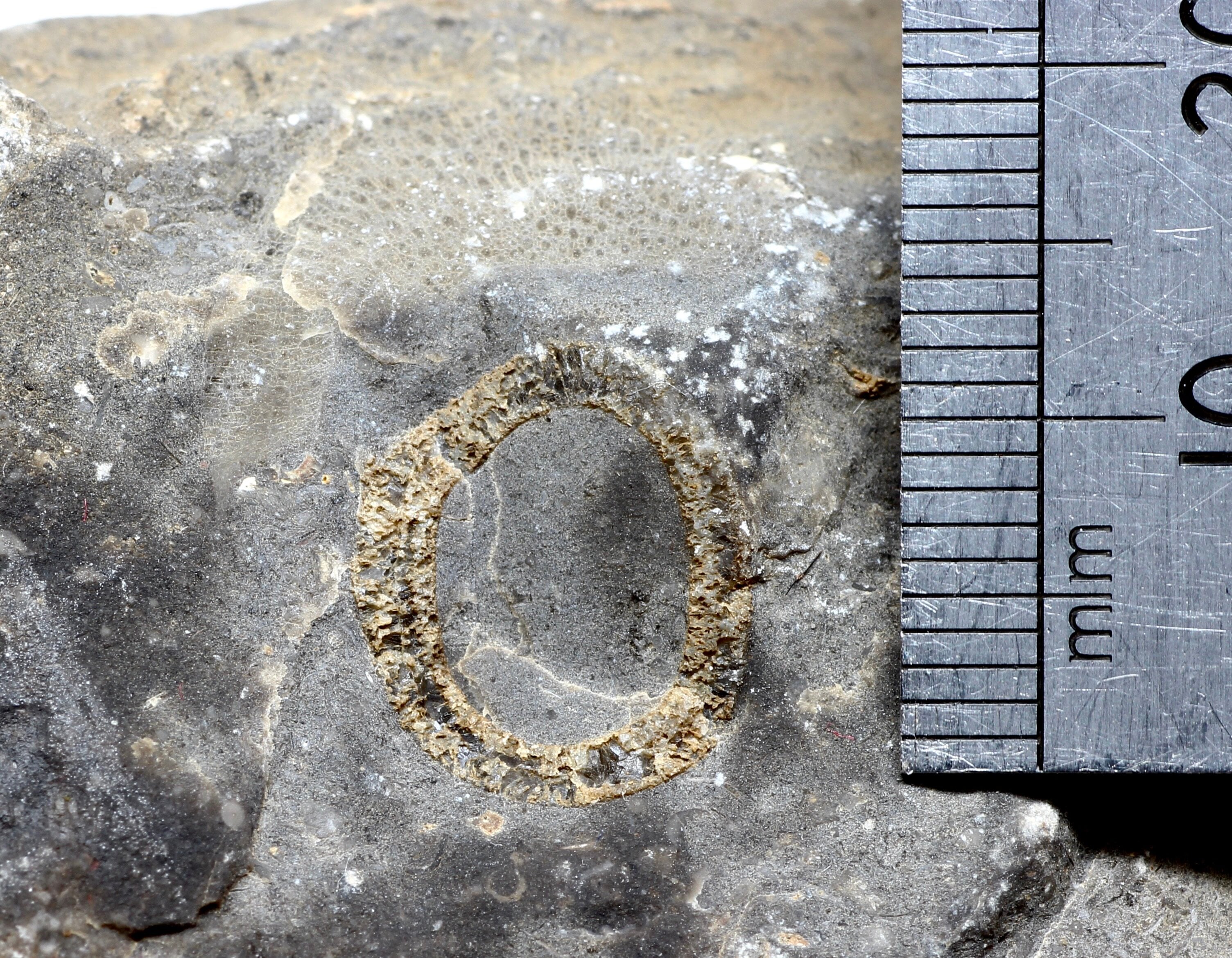 Unknown dotted pattern in existing fossil - Fossil ID - The Fossil Forum