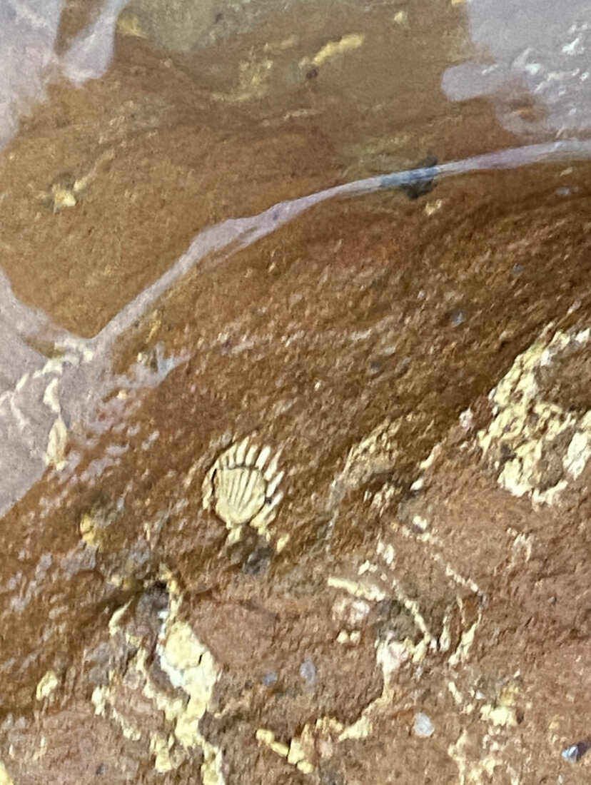 Large intact Ripley formation shrimp burrow - Fossil Hunting Trips ...