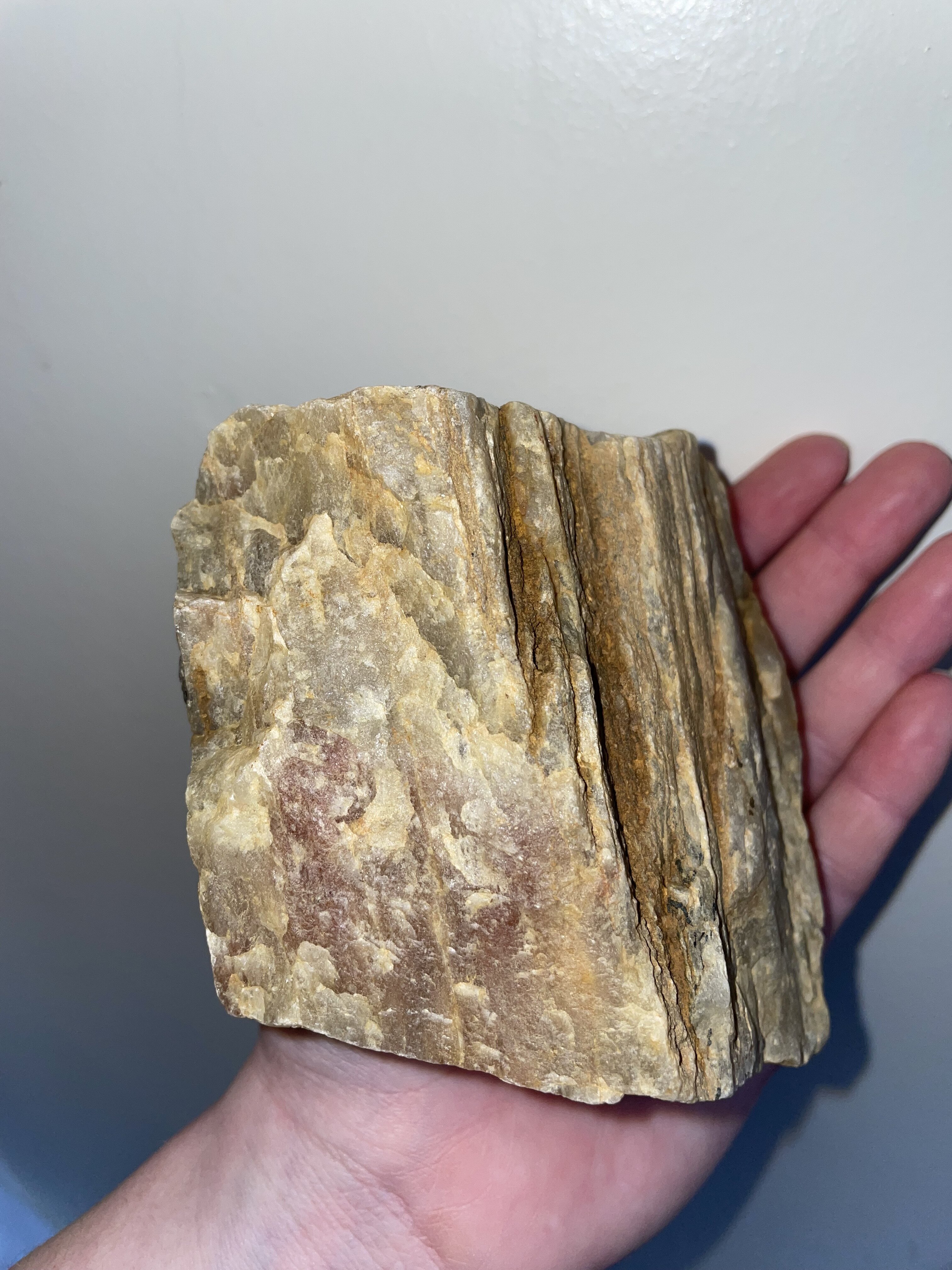 Possible vertebrae impression fossil? - Fossil ID - The Fossil Forum