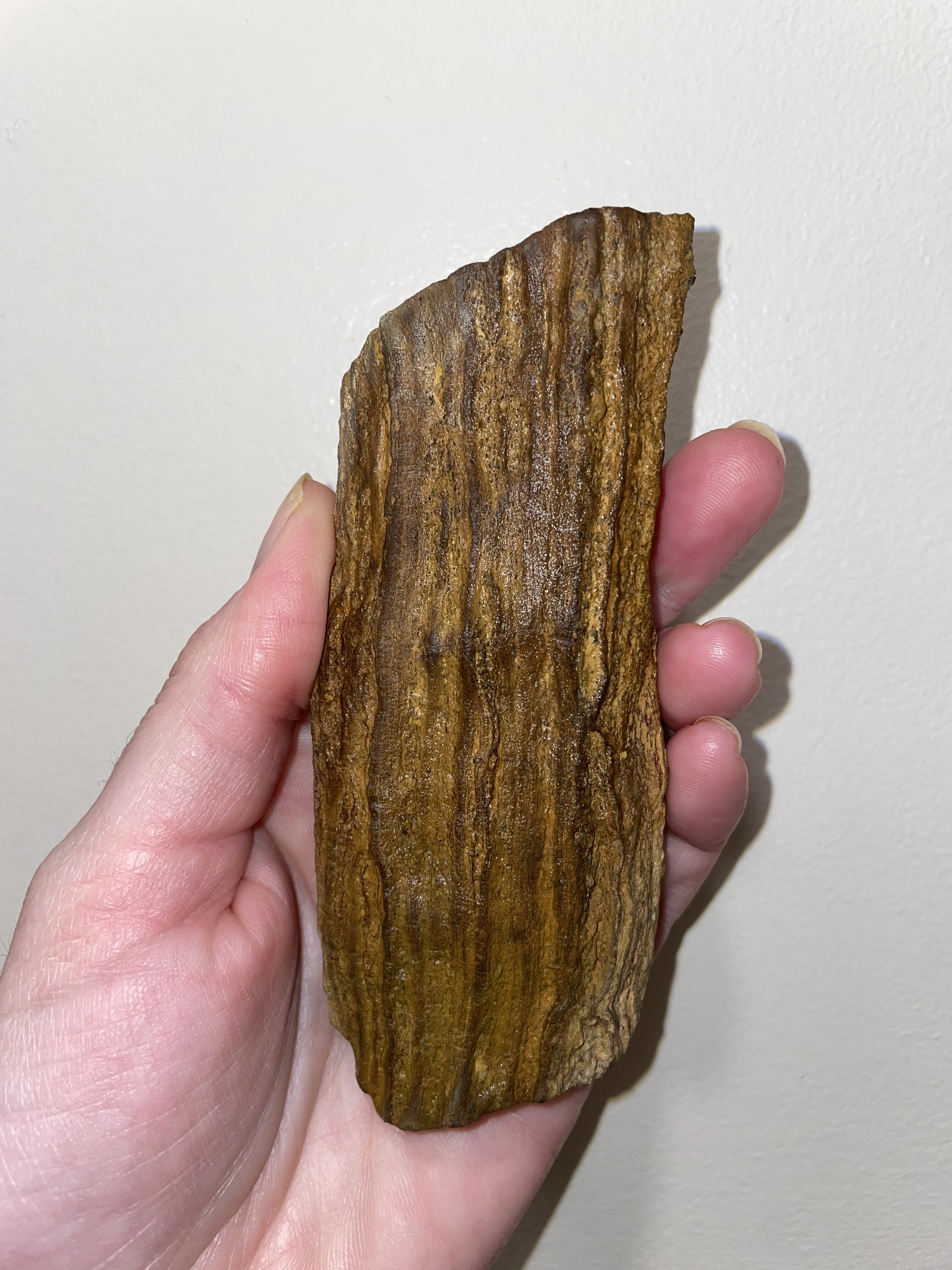 Possible vertebrae impression fossil? - Fossil ID - The Fossil Forum
