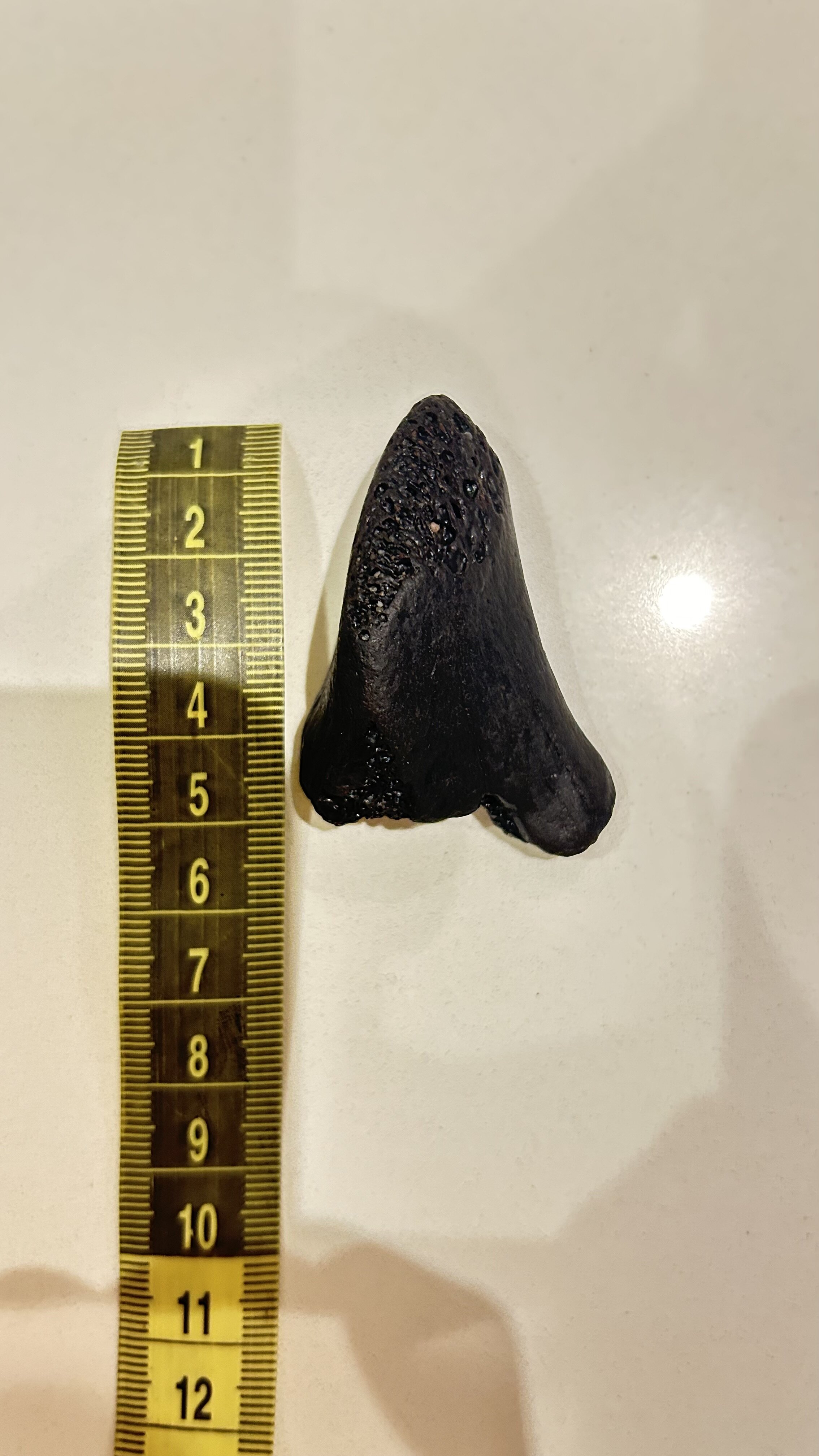 A Whole New World Opened Up - First Family Fossil Hunt! - Fossil ID ...