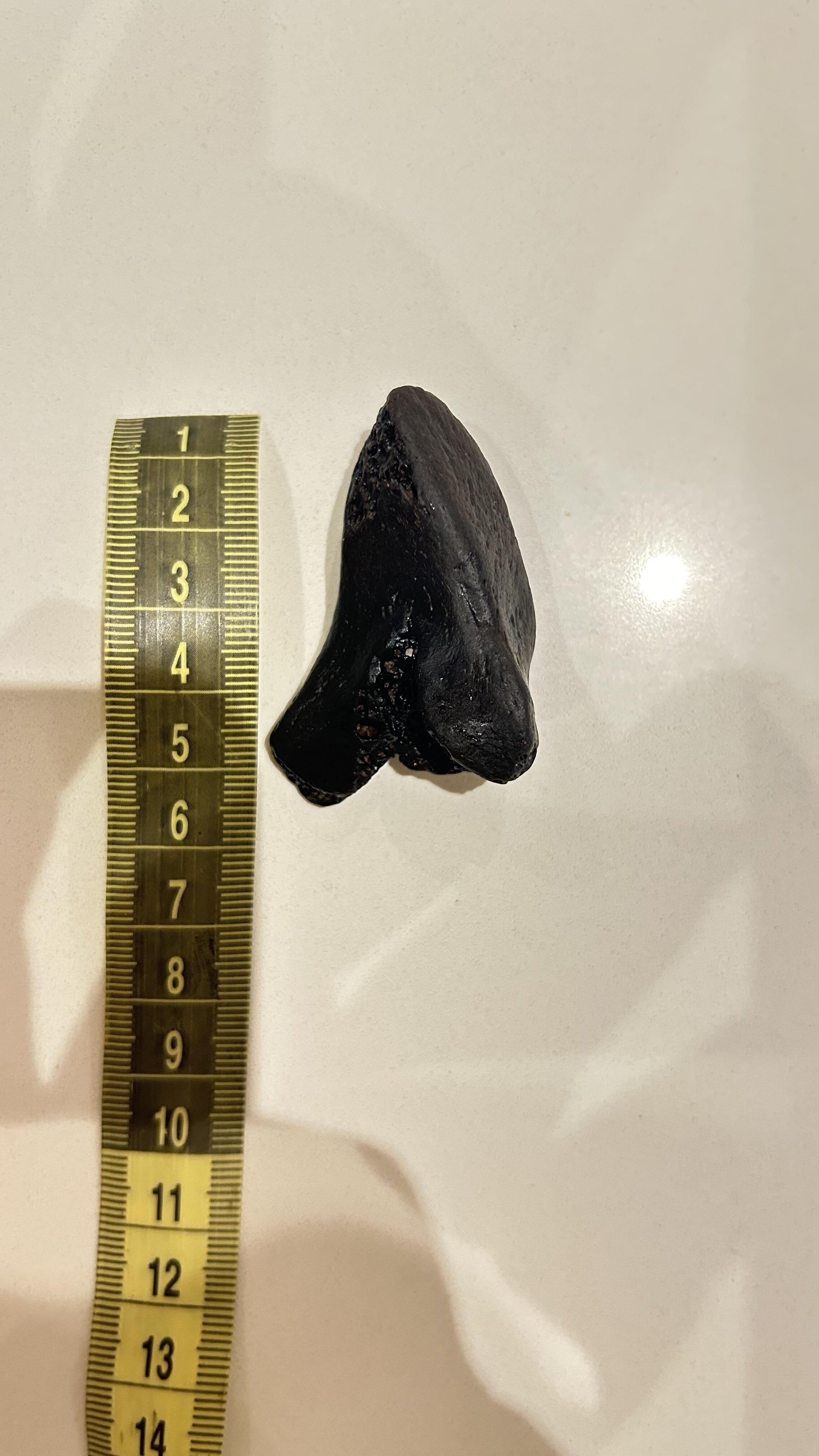 A Whole New World Opened Up - First Family Fossil Hunt! - Fossil ID ...