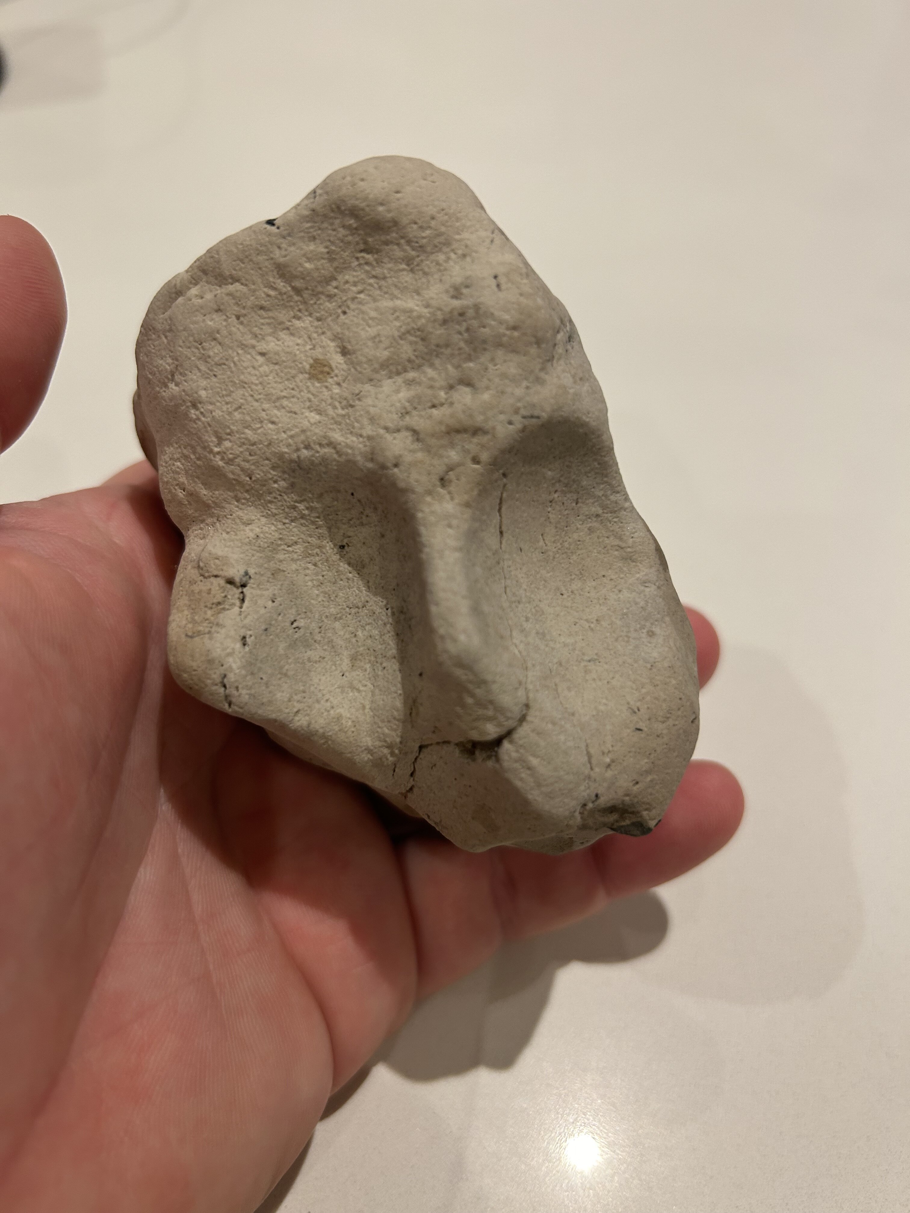 A Whole New World Opened Up - First Family Fossil Hunt! - Fossil ID ...