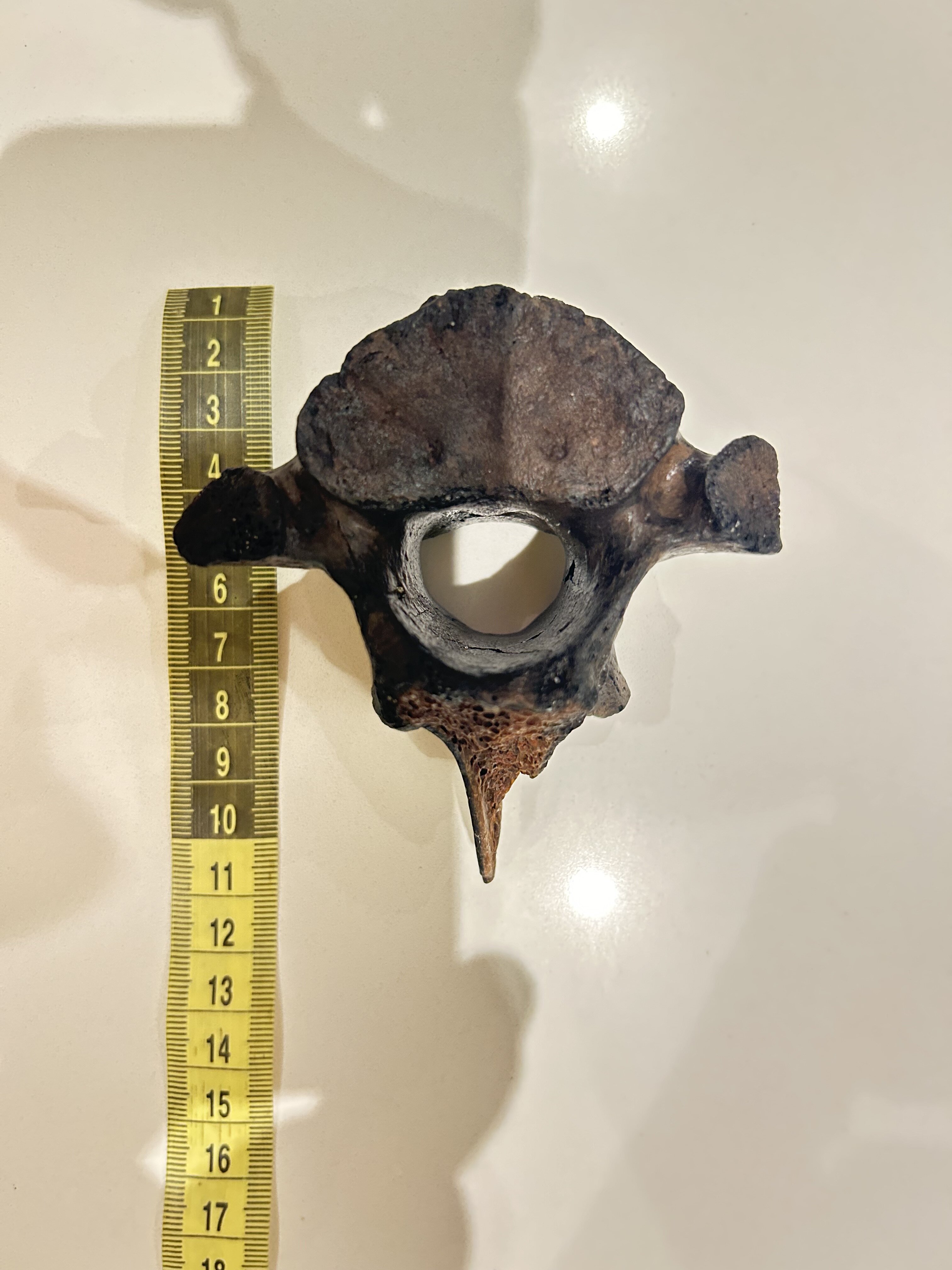 A Whole New World Opened Up - First Family Fossil Hunt! - Fossil ID ...