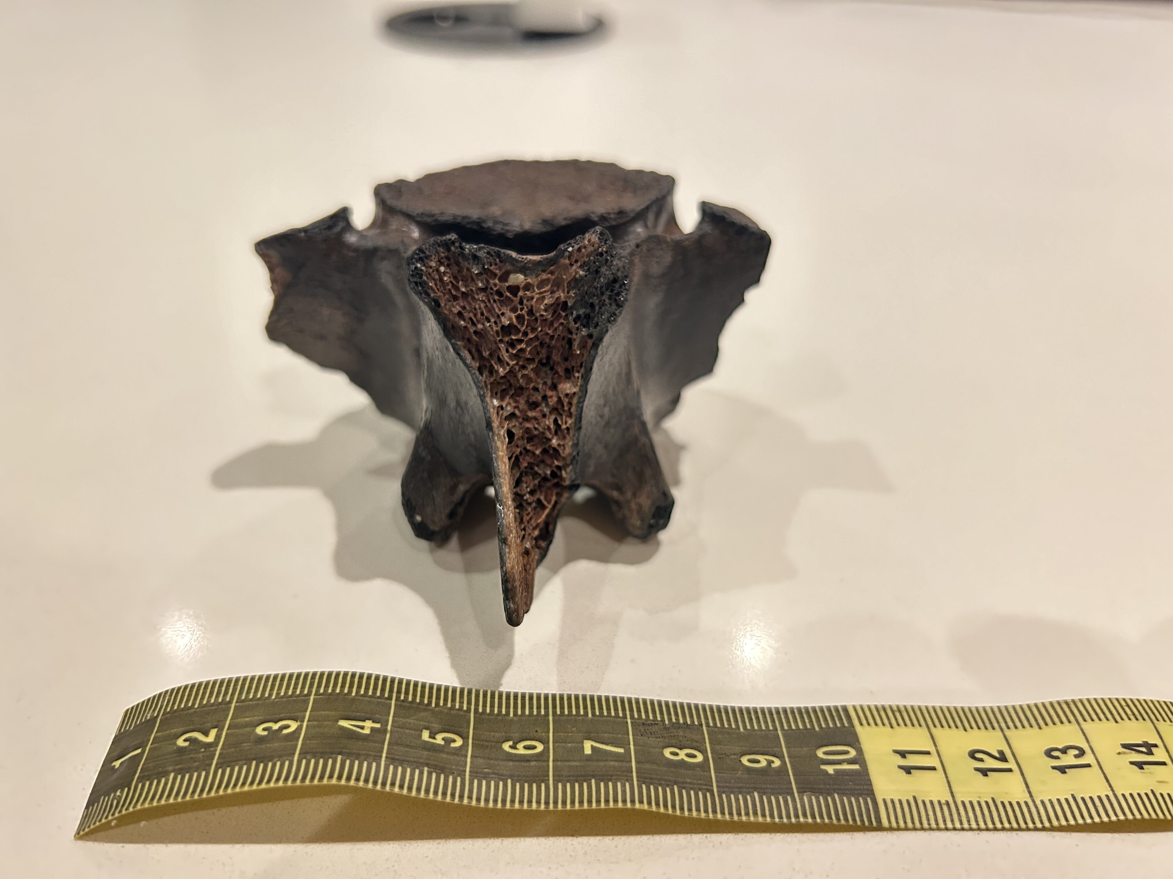 A Whole New World Opened Up - First Family Fossil Hunt! - Fossil ID ...