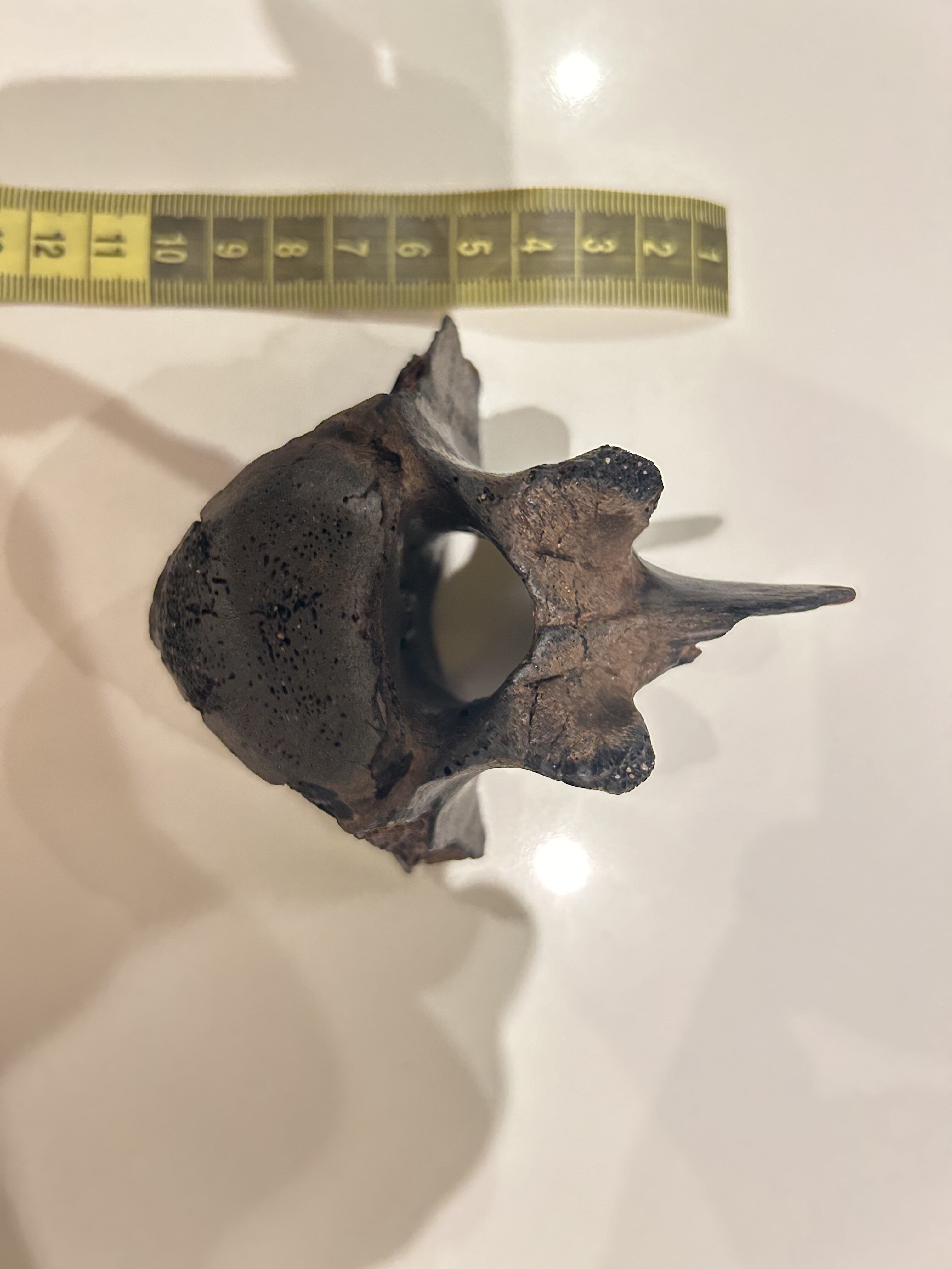 A Whole New World Opened Up - First Family Fossil Hunt! - Fossil ID ...