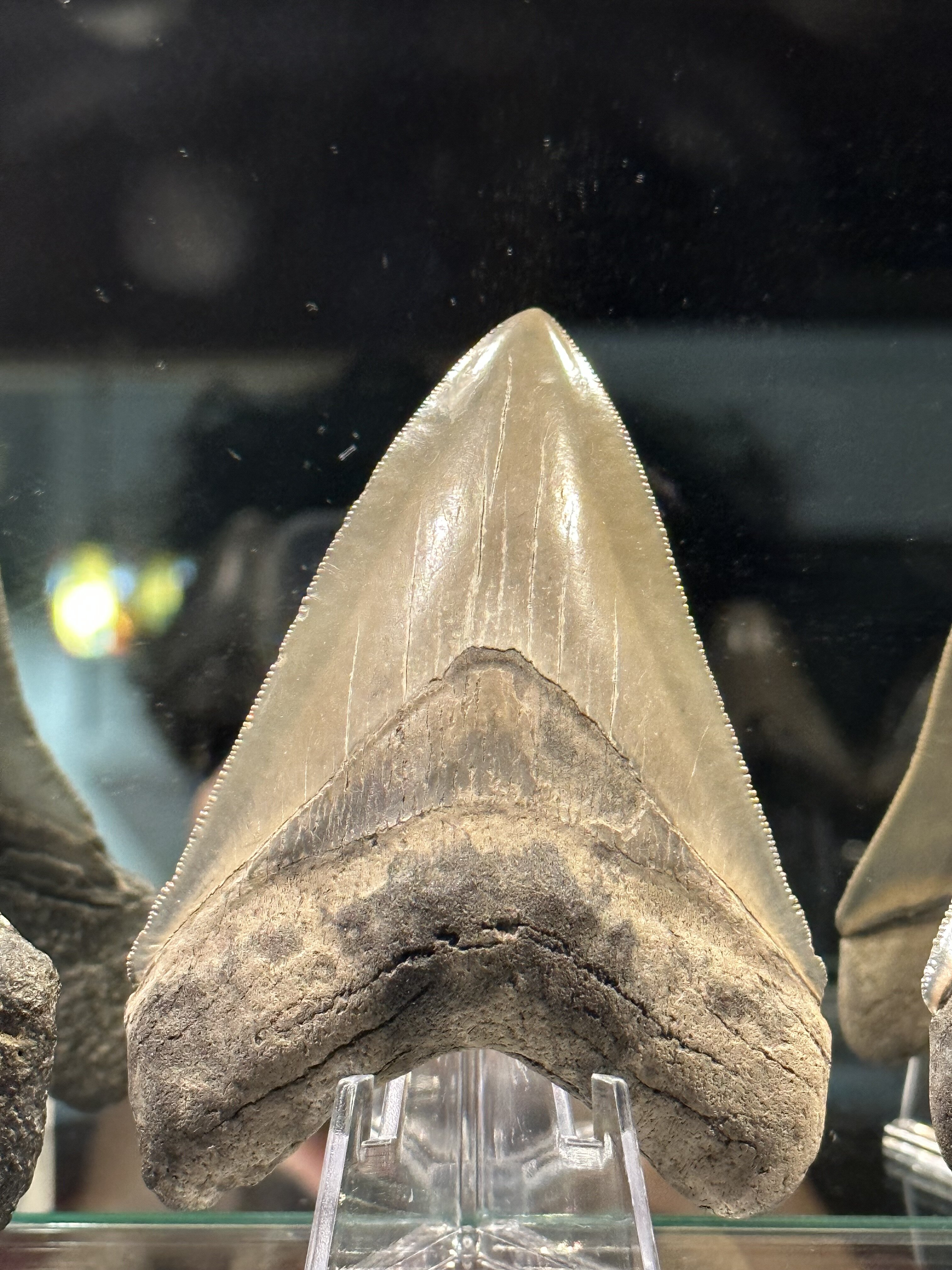 Florida meg - Member Collections - The Fossil Forum