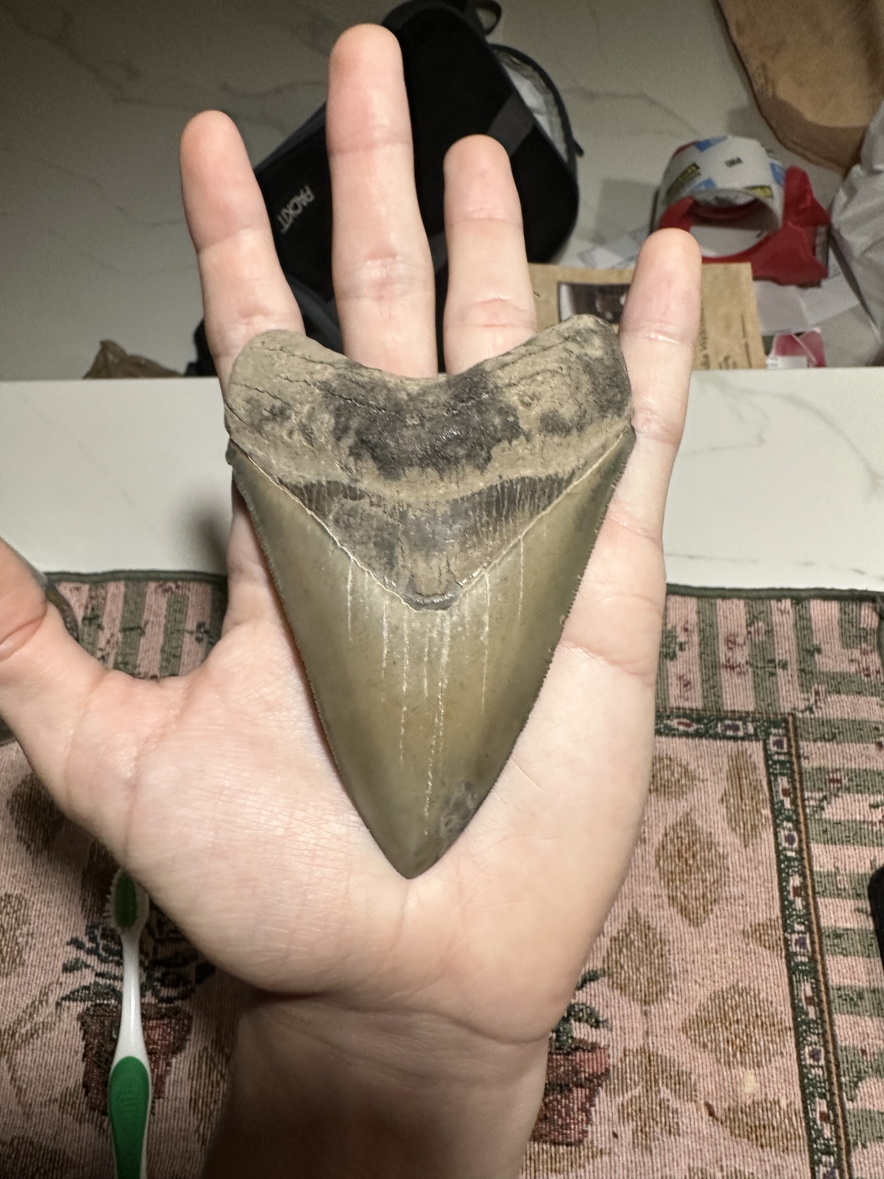 Florida meg - Member Collections - The Fossil Forum