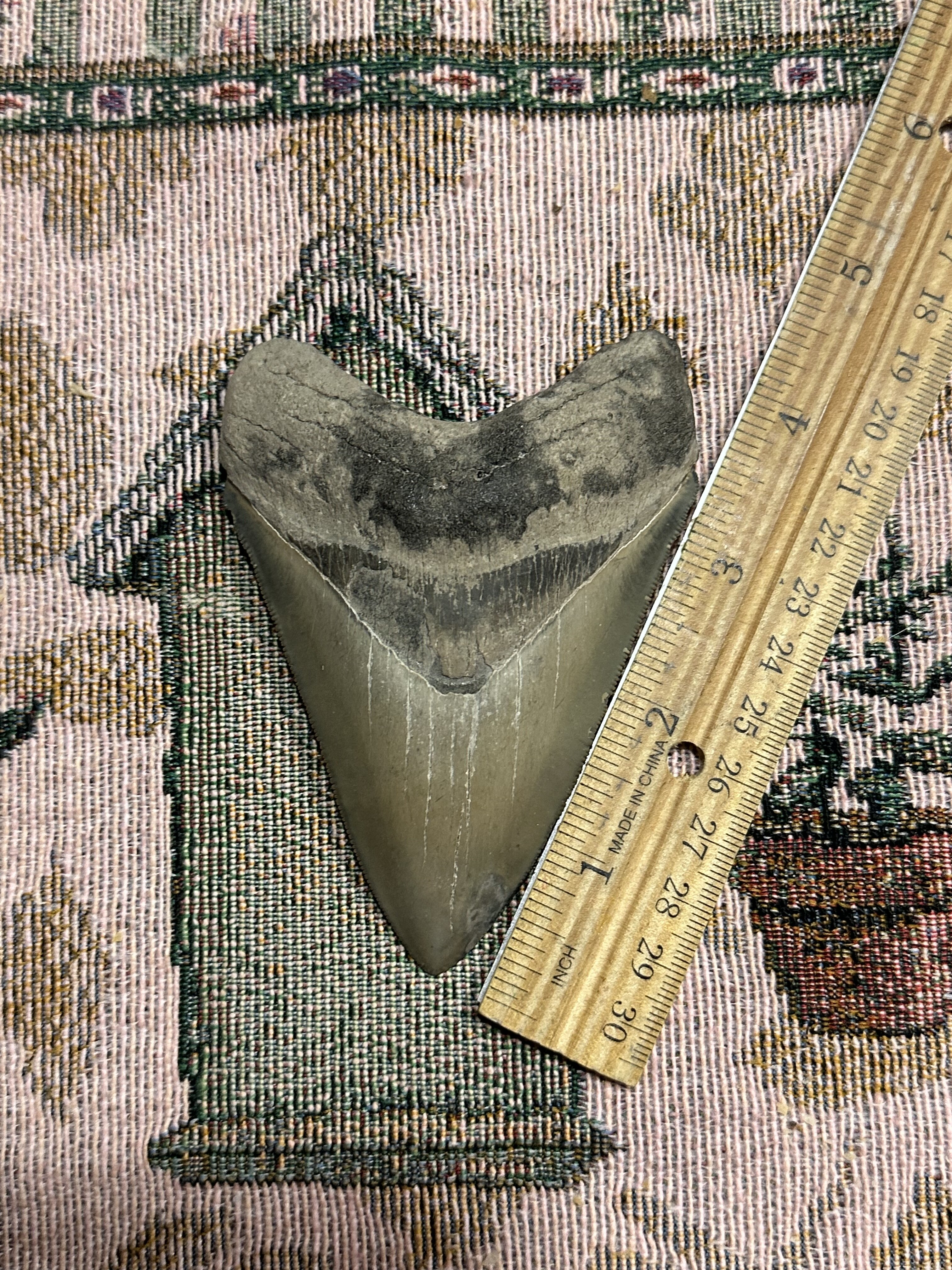 Florida meg - Member Collections - The Fossil Forum