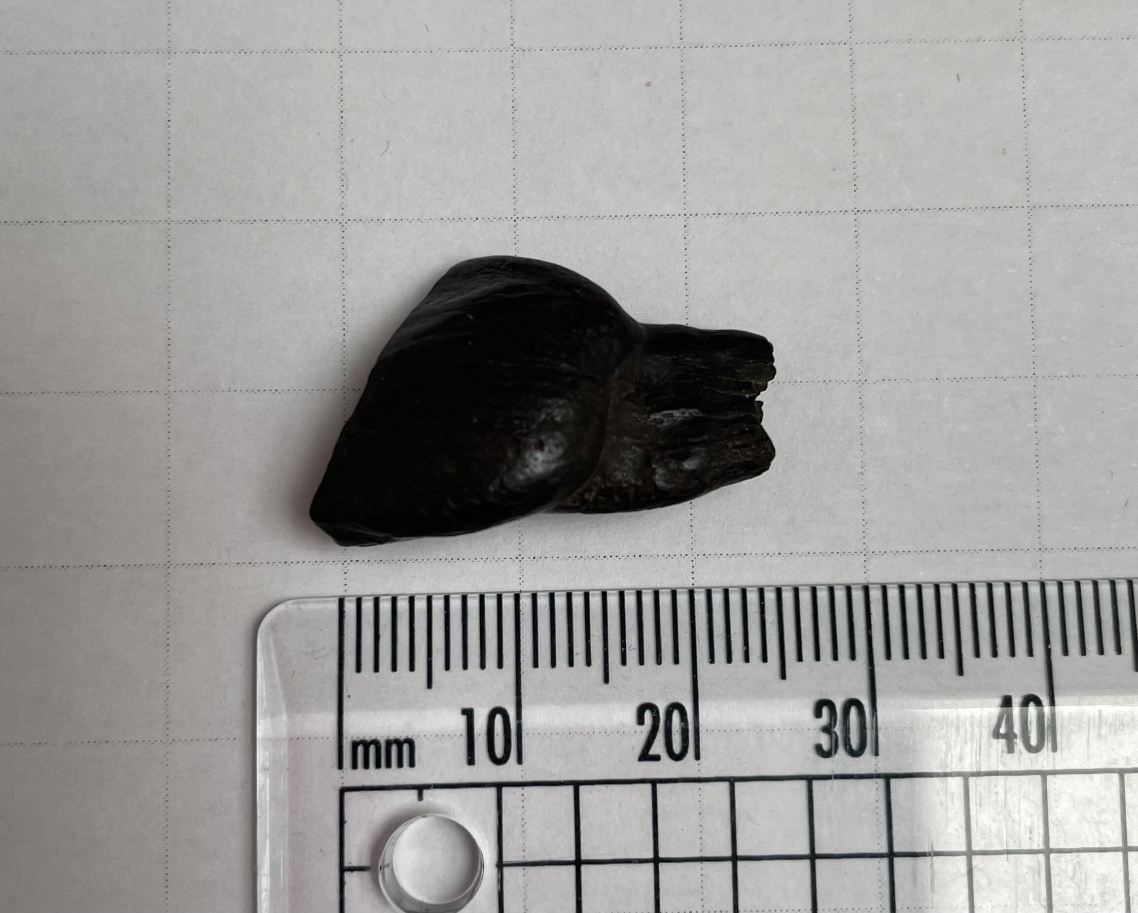 Mammal teeth ID, Peace River, Florida - Fossil ID - The Fossil Forum