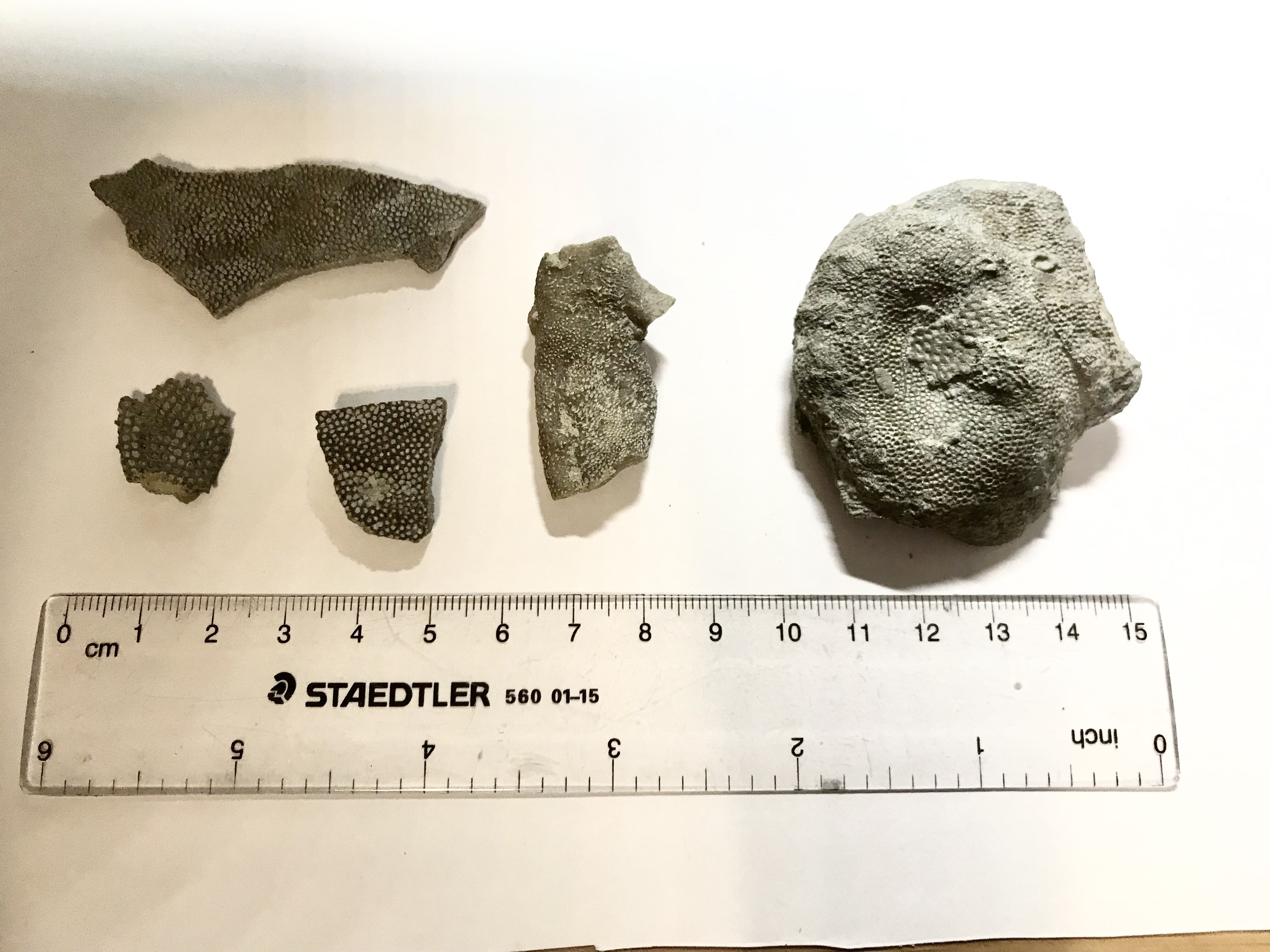 Unidentified Arkona Coral - Fossil ID - The Fossil Forum